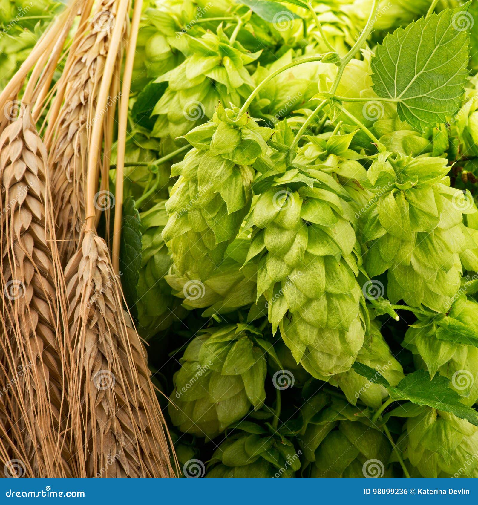 Hop Cones stock photo. Image of ripened, grain, agriculture - 98099236
