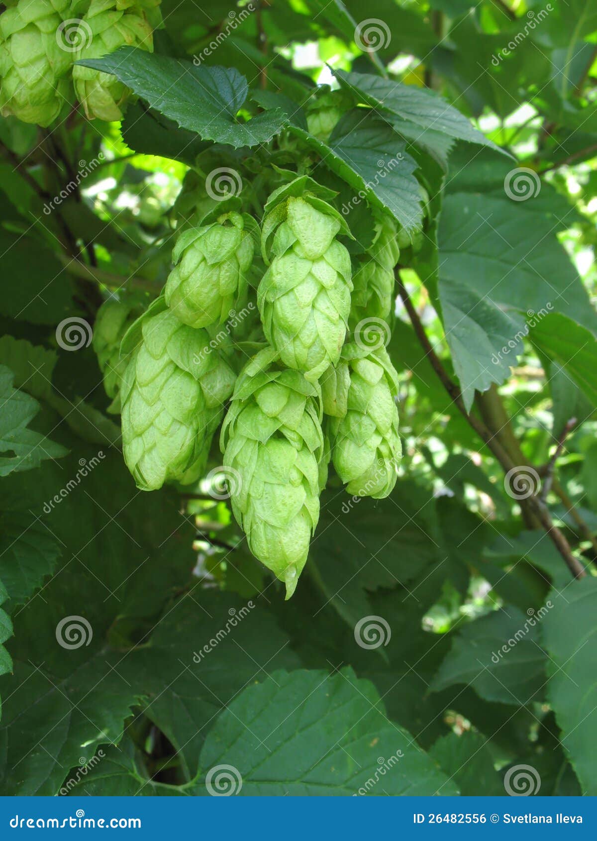 Hop cones close up stock photo. Image of green, ingredient - 26482556