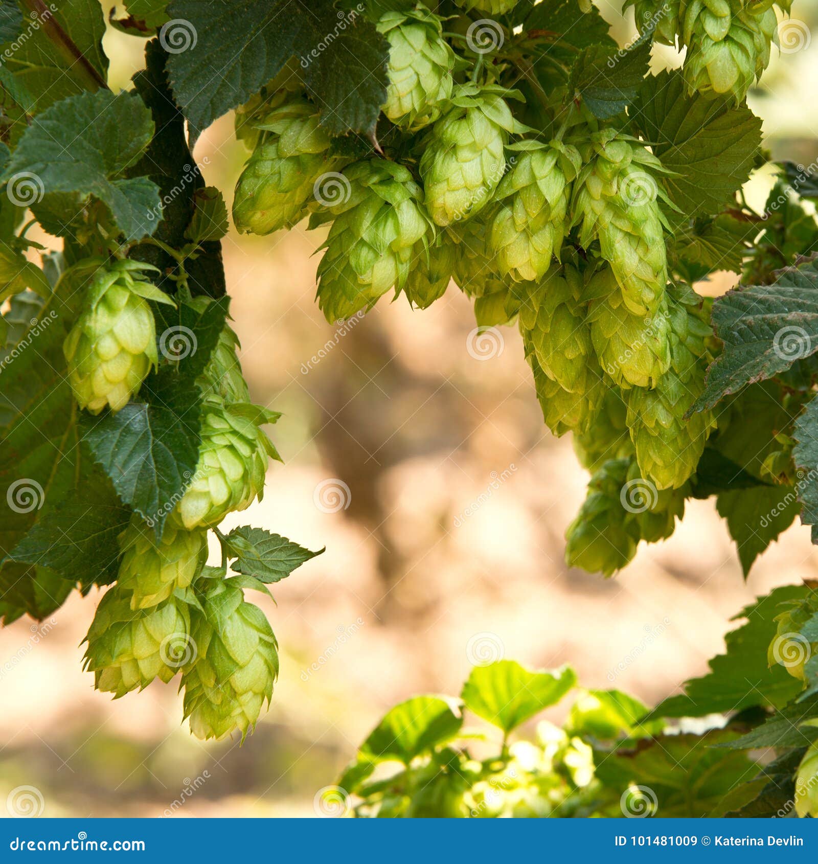 Hop cones stock image. Image of branch, vegetation, farming - 101481009