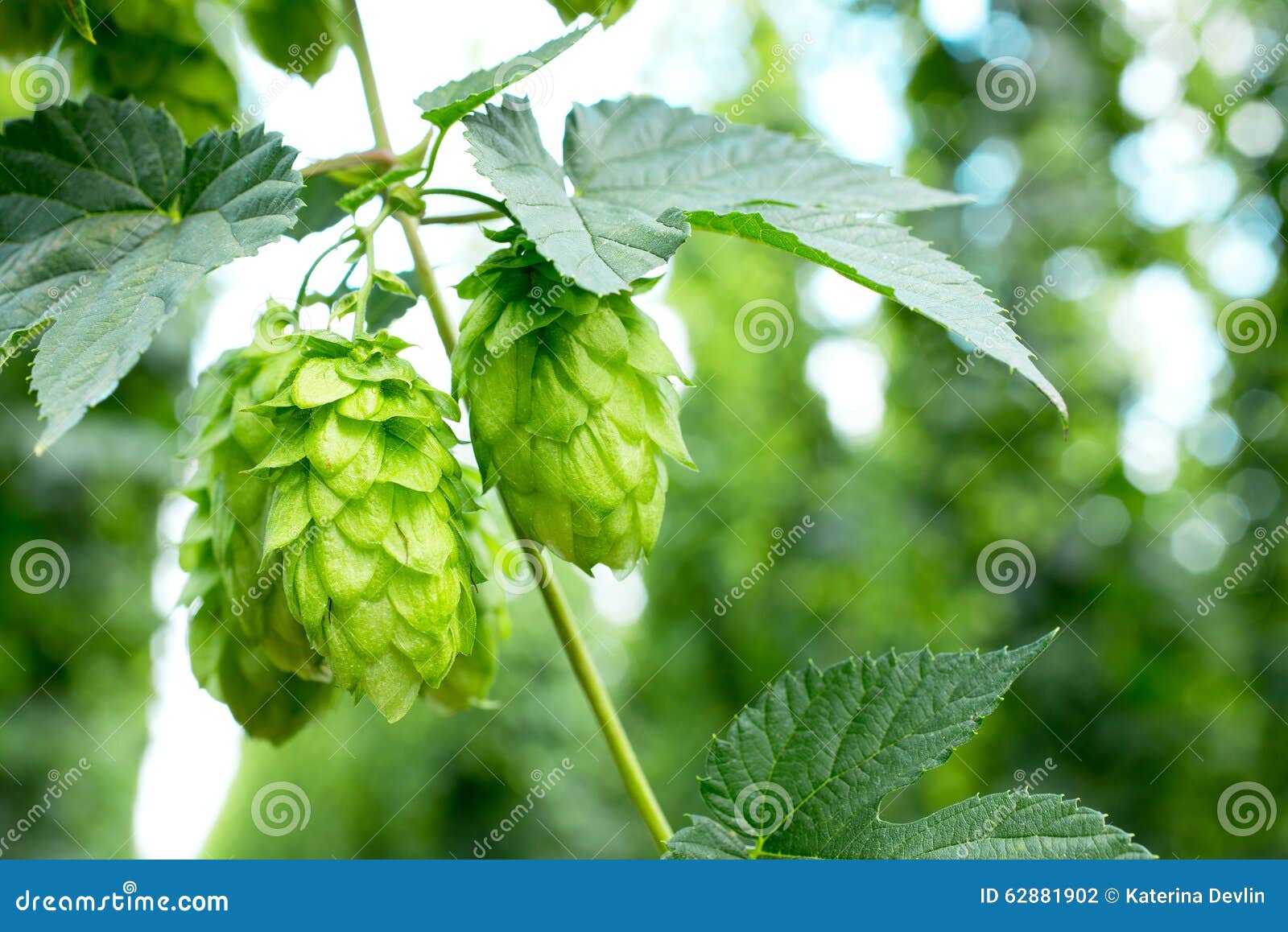 Hop cones stock photo. Image of leaves, hopfield, ripened - 62881902