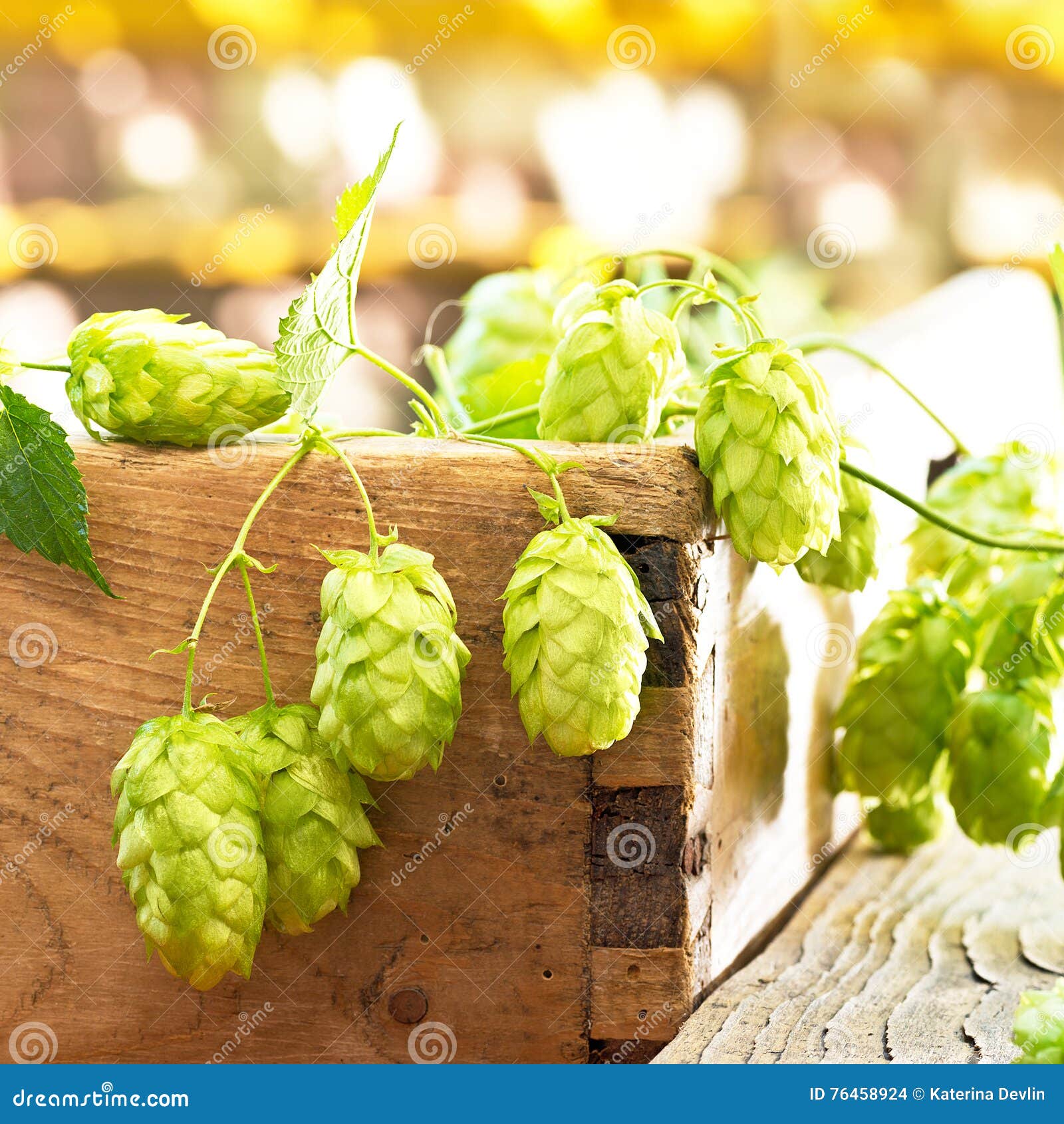 Hop cones in the farm stock photo. Image of field, green - 76458924