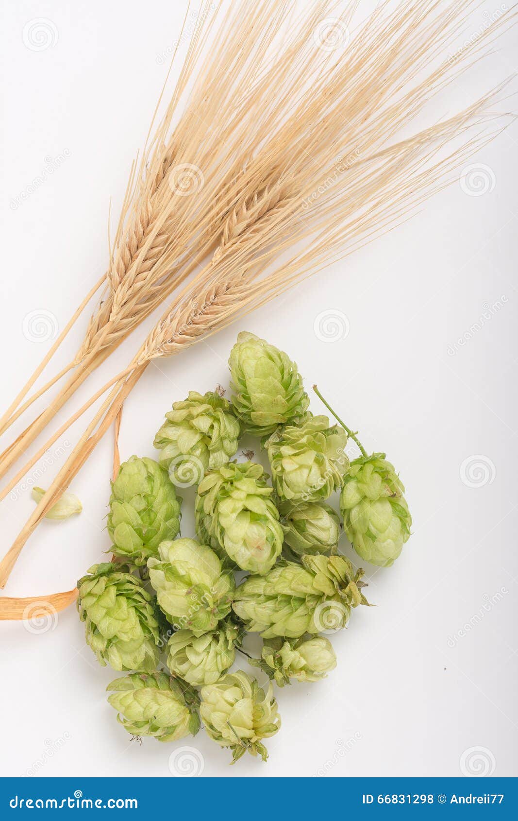 Hop cones grain stock photo. Image of cone, flower, crop - 66831298