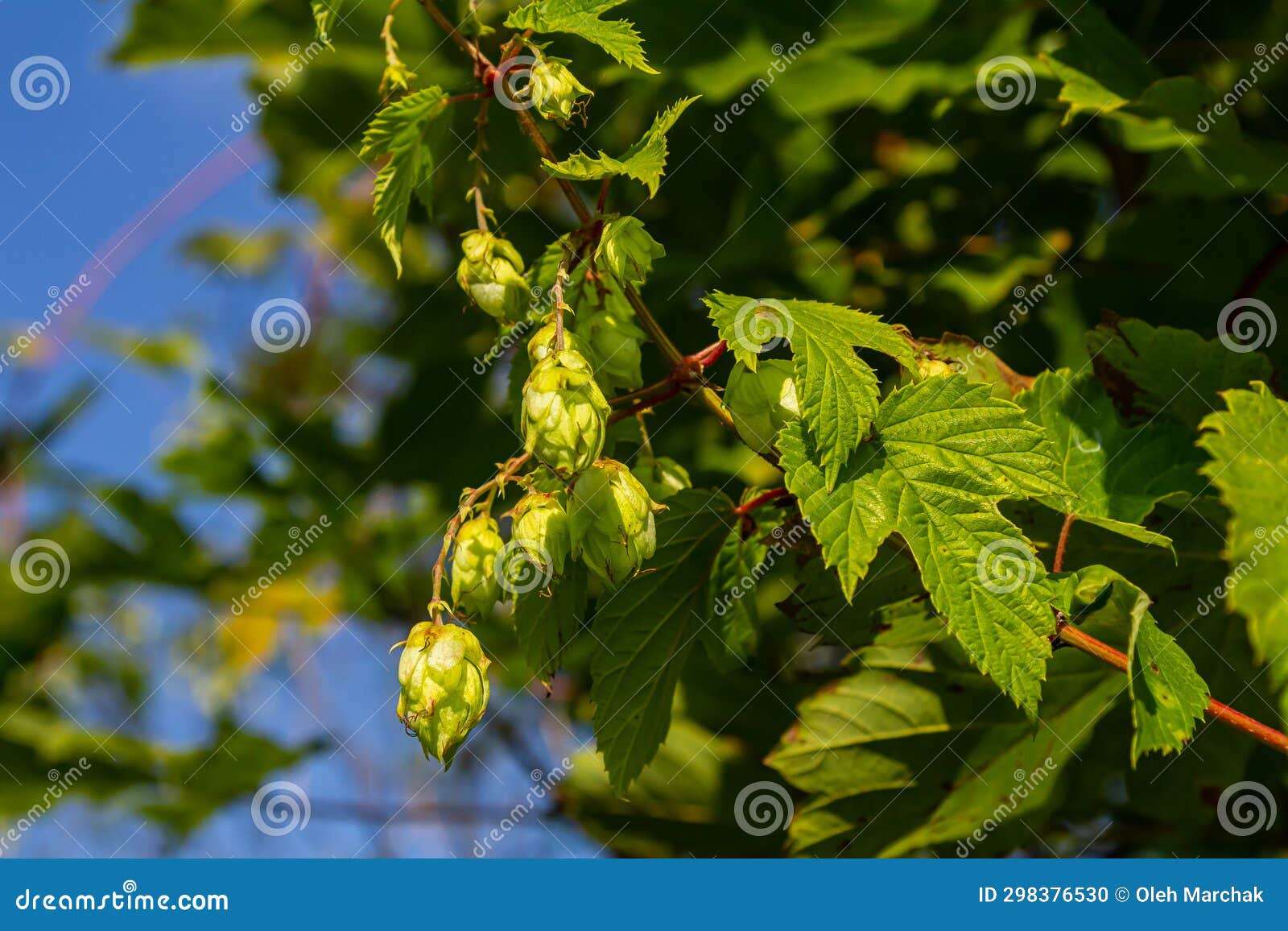 Hop Cones Grow on the Stem of the Plant Stock Photo - Image of nature ...