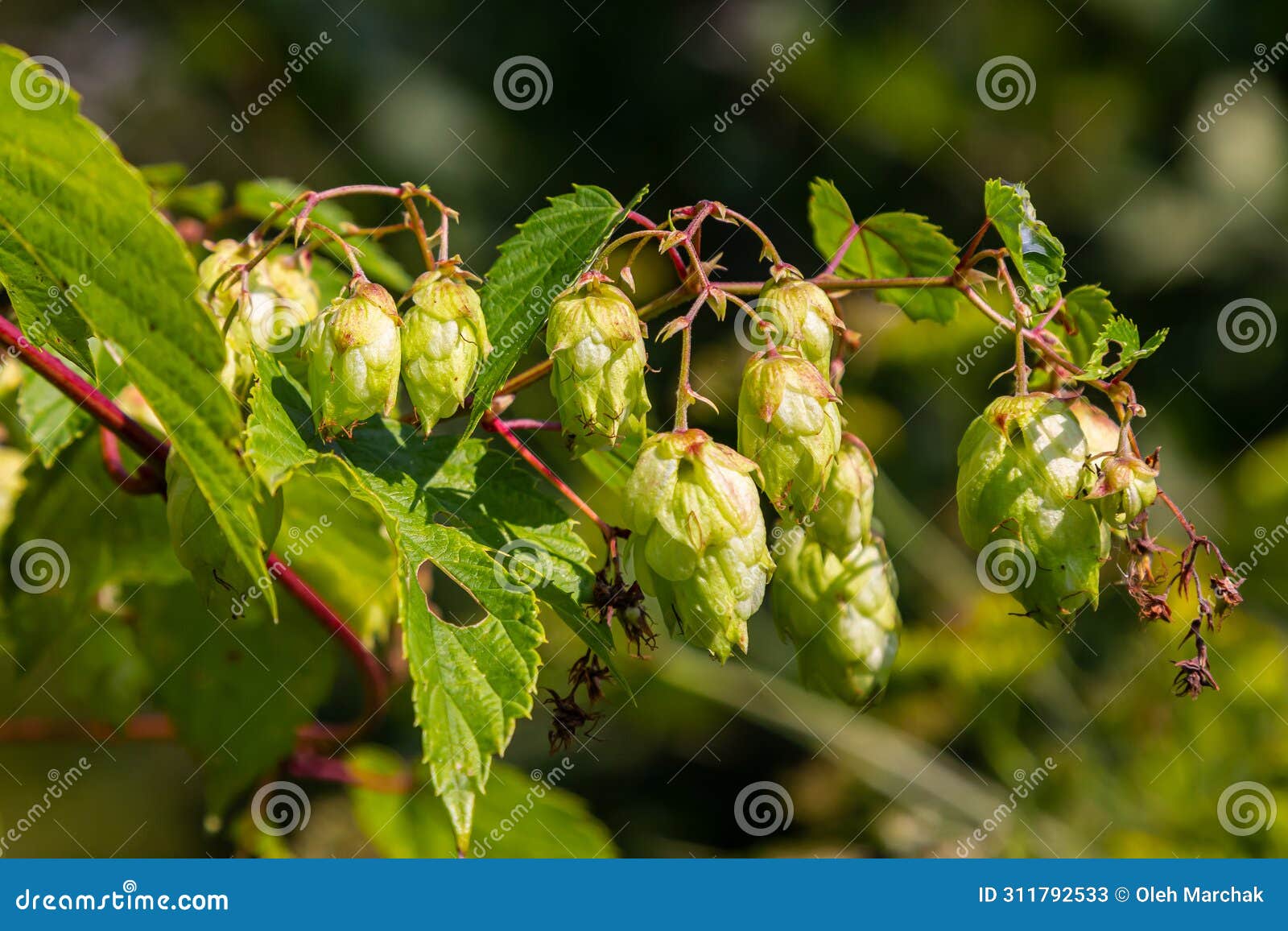 Hop Cones Grow on the Stem of the Plant Stock Image - Image of ...
