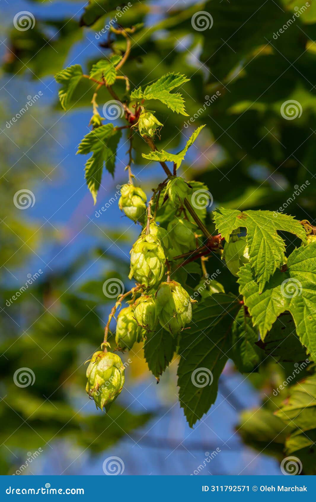 Hop Cones Grow on the Stem of the Plant Stock Image - Image of brewery ...