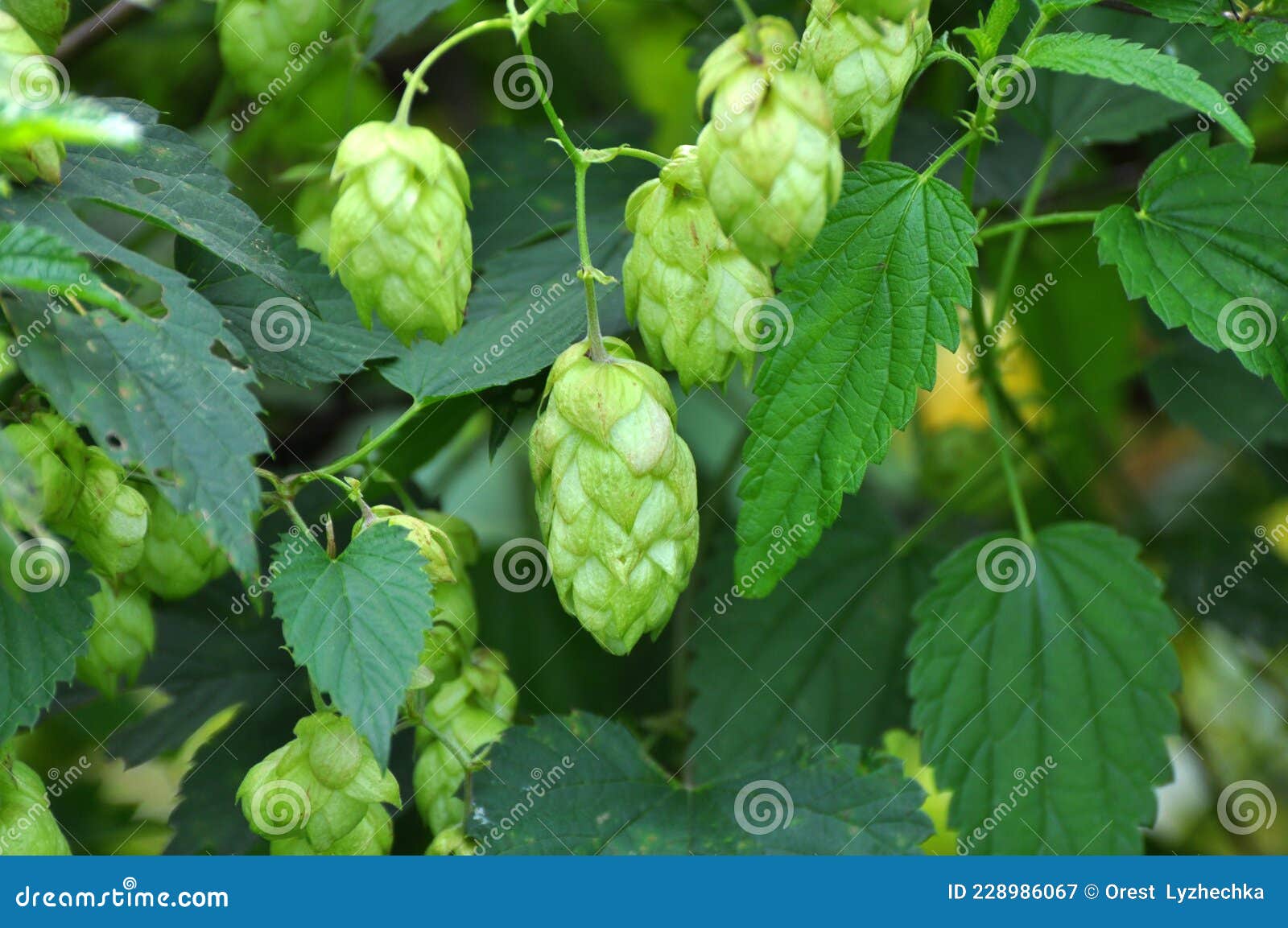 On the Stem of the Plant Cones of Hops Stock Image - Image of cones ...