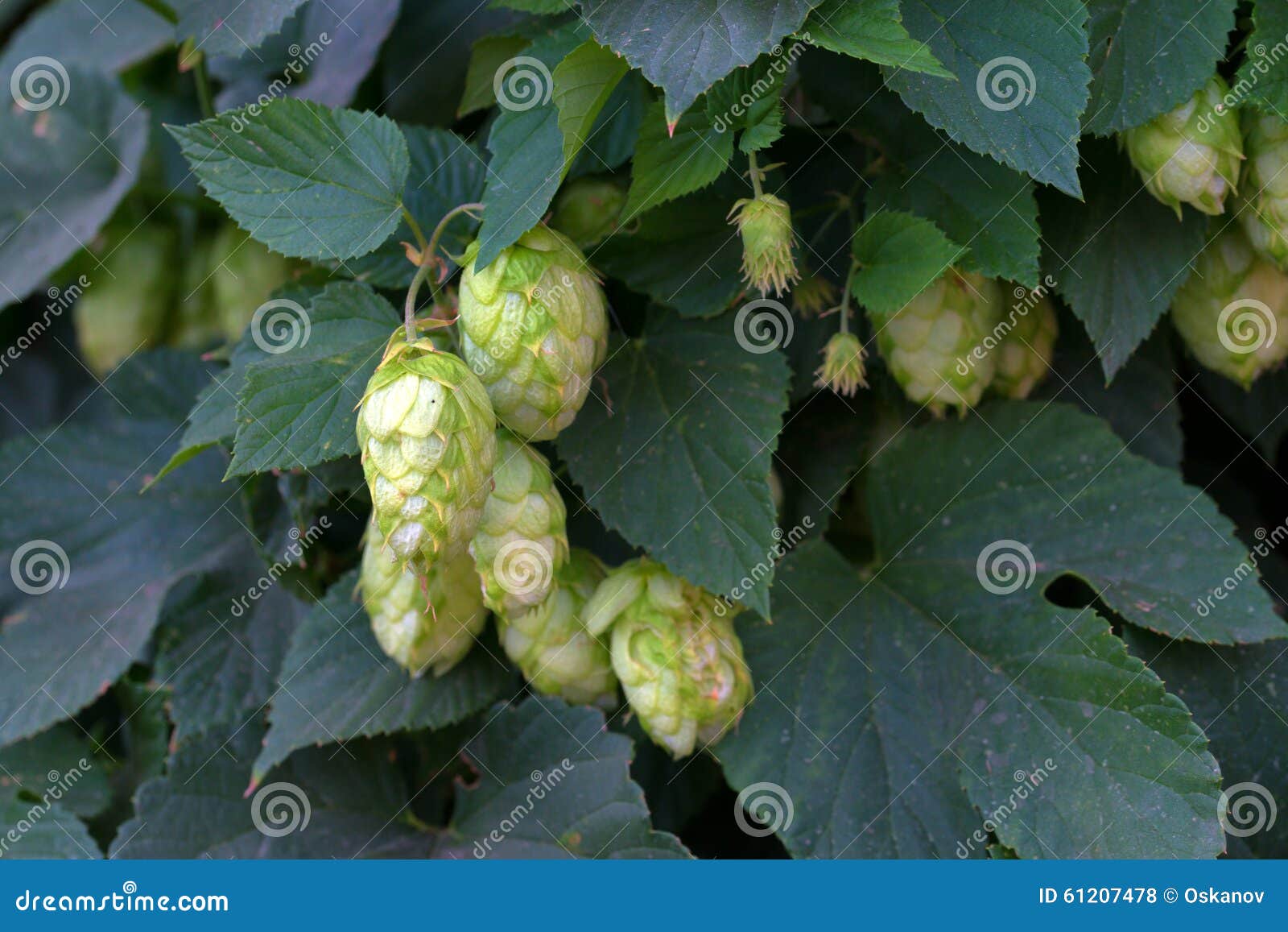 Hop cones stock photo. Image of autumn, cone, backgrounds - 61207478