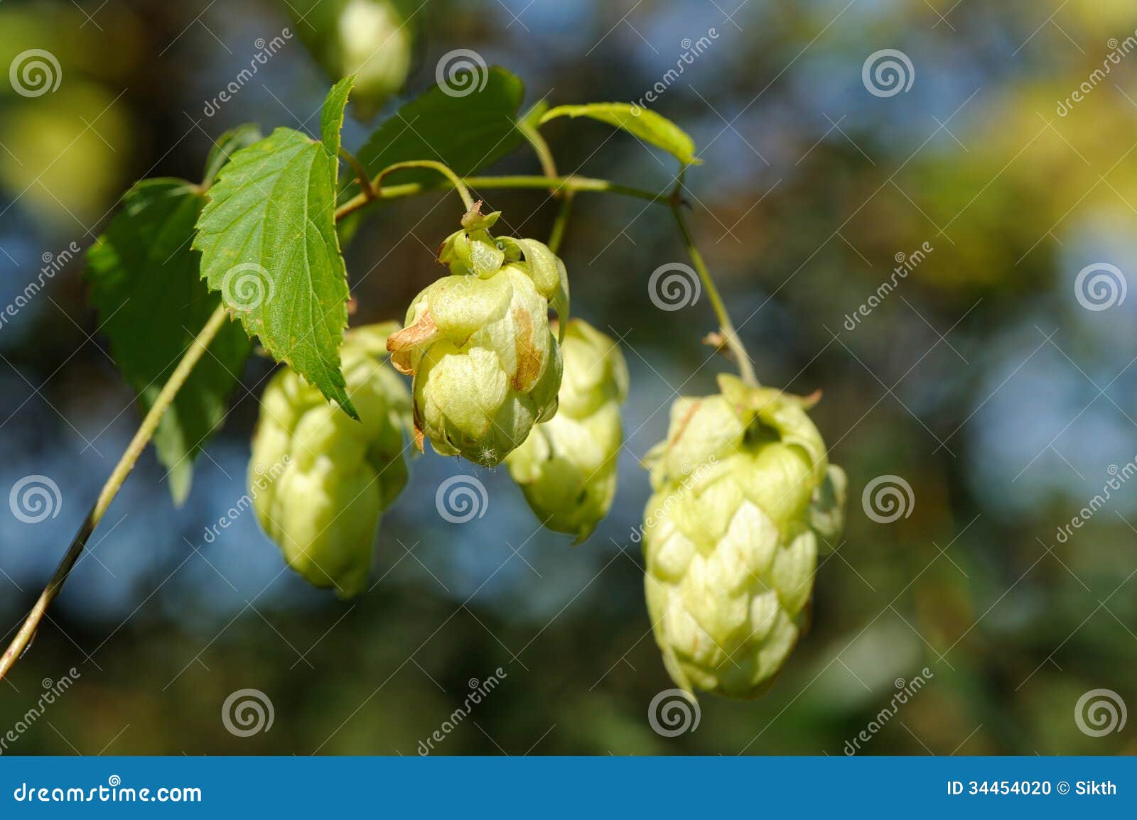 Hop Cones stock photo. Image of natural, branch, lupulus - 34454020