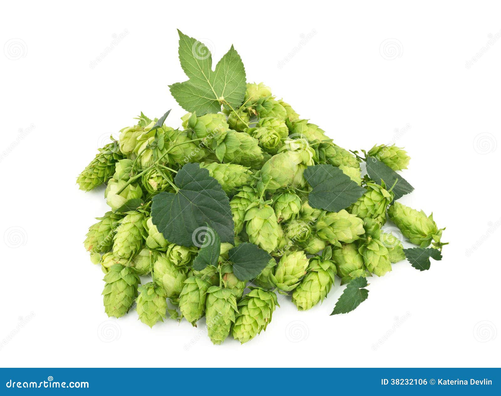 Hop cones isolated stock photo. Image of blade, brewery - 38232106