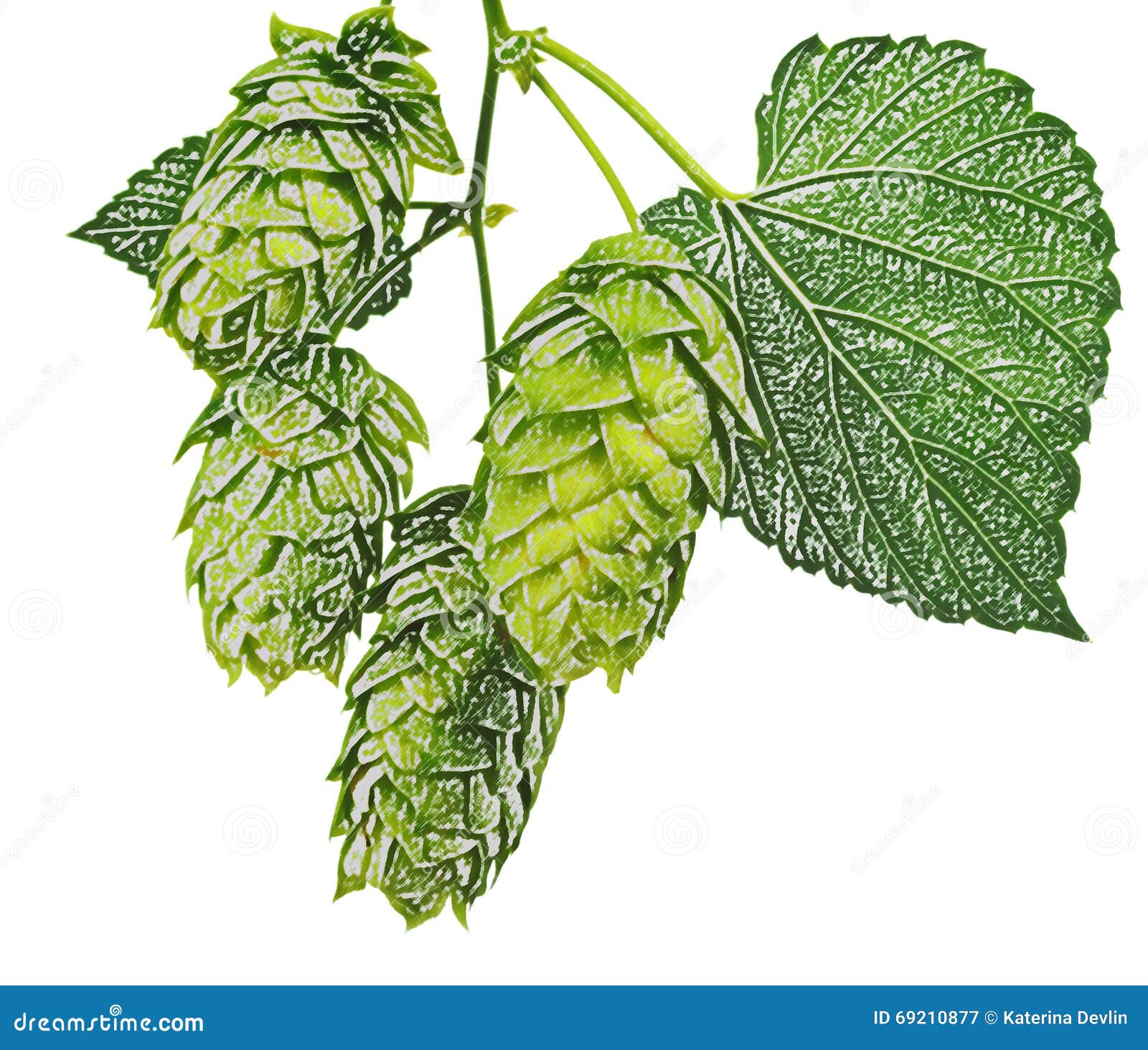 Hop cones isolated stock image. Image of isolated, bitter - 69210877