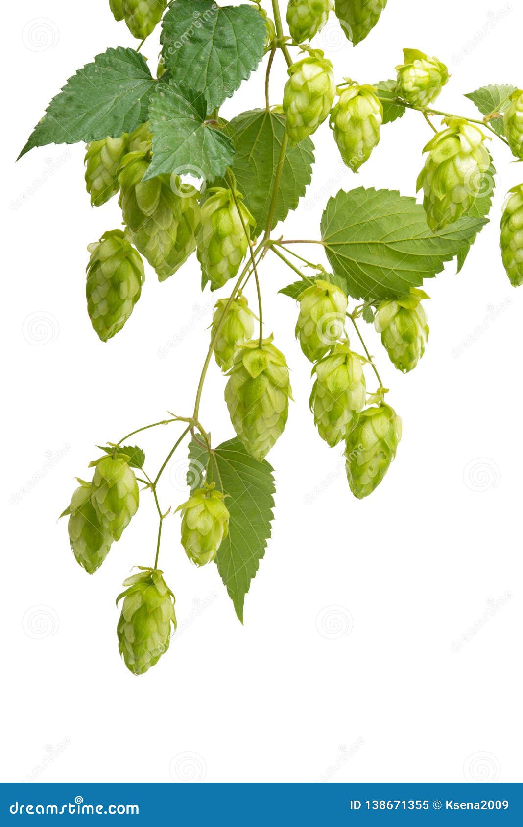 Hop cones isolated stock image. Image of flavor, cones - 138671355
