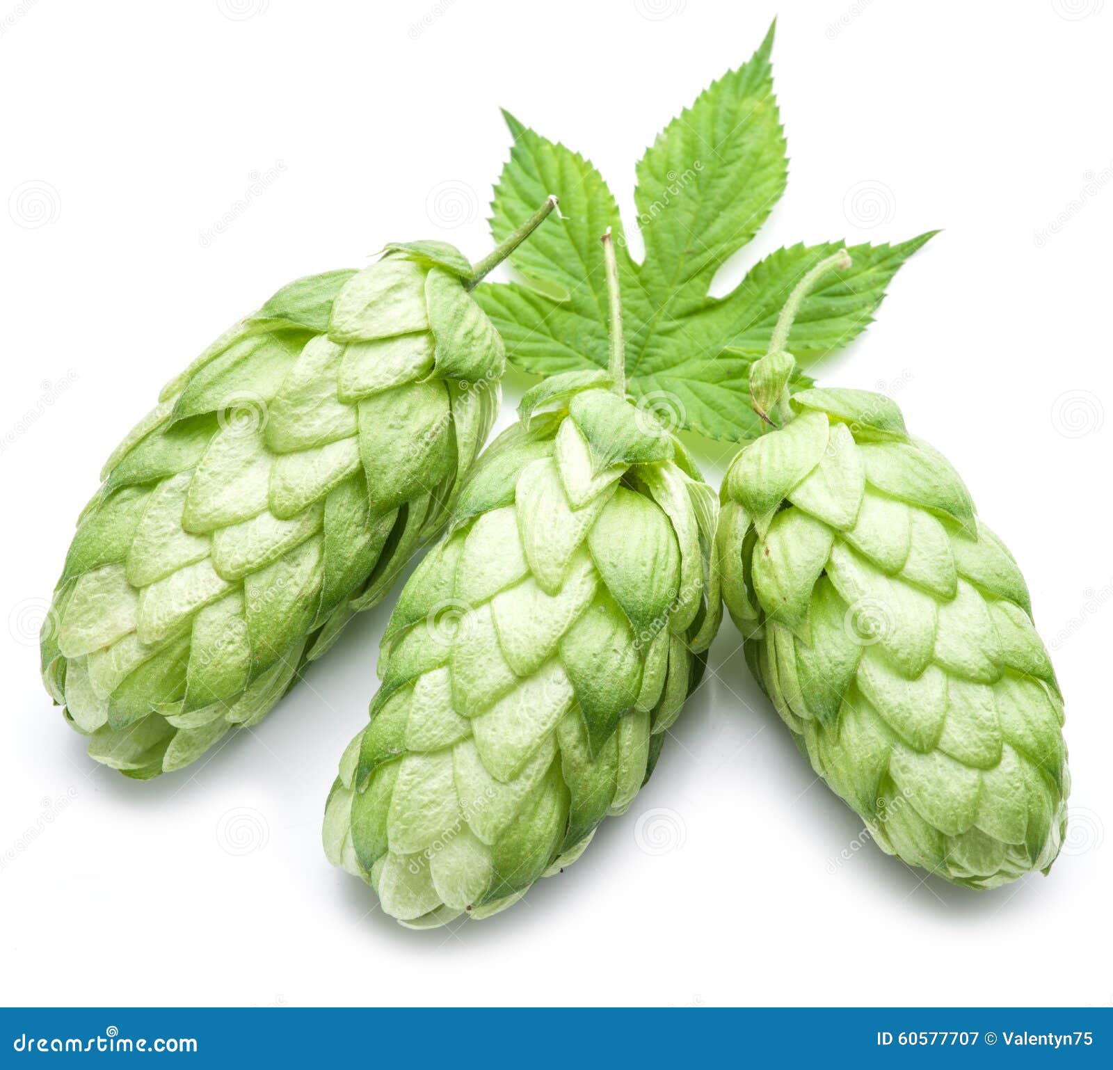 Hop cones. stock image. Image of organic, plant, bitter - 60577707