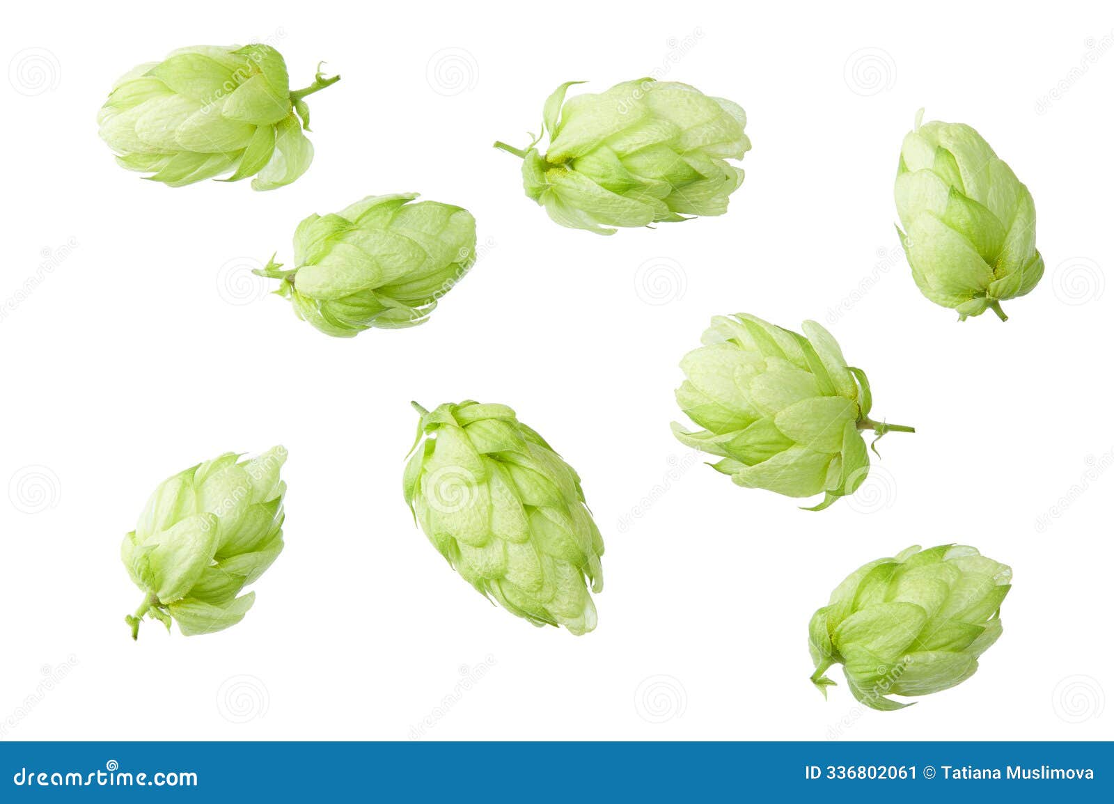 Hop Cones Isolated on White Background. Beer Brewery Concept Stock ...