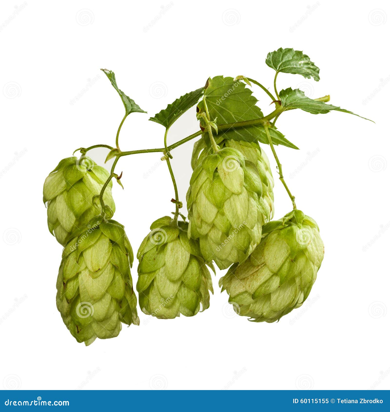 Hop cones isolated stock image. Image of humulus, healthy - 60115155