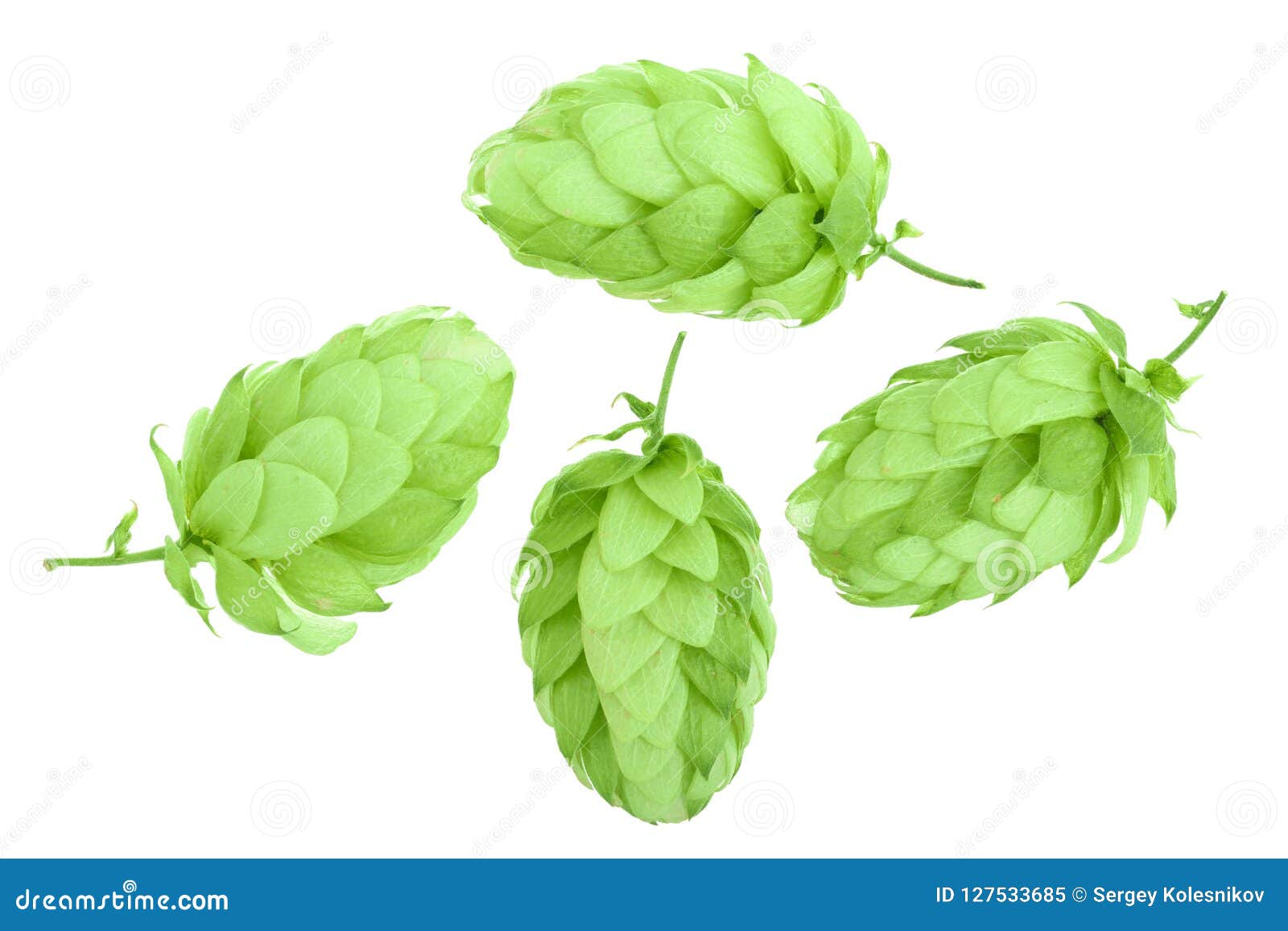 Hop Cones Isolated on White Background Close-up. Top View Stock Image ...