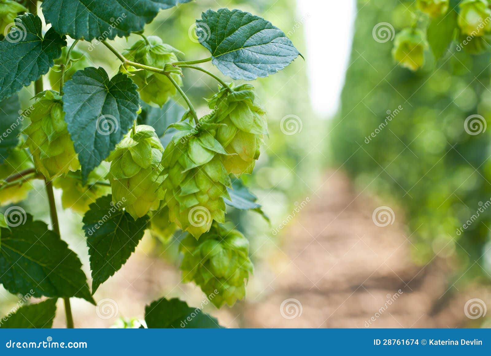 Hop Cones - Raw Material for Beer Production, Stock Photo - Image of ...