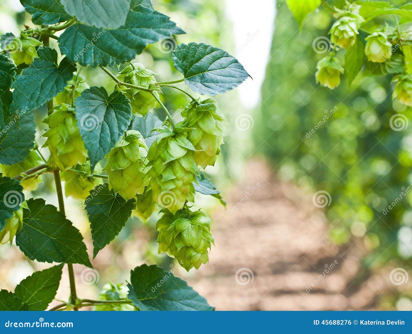 Hop cones stock photo. Image of herbaceous, ripe, cone - 45688276