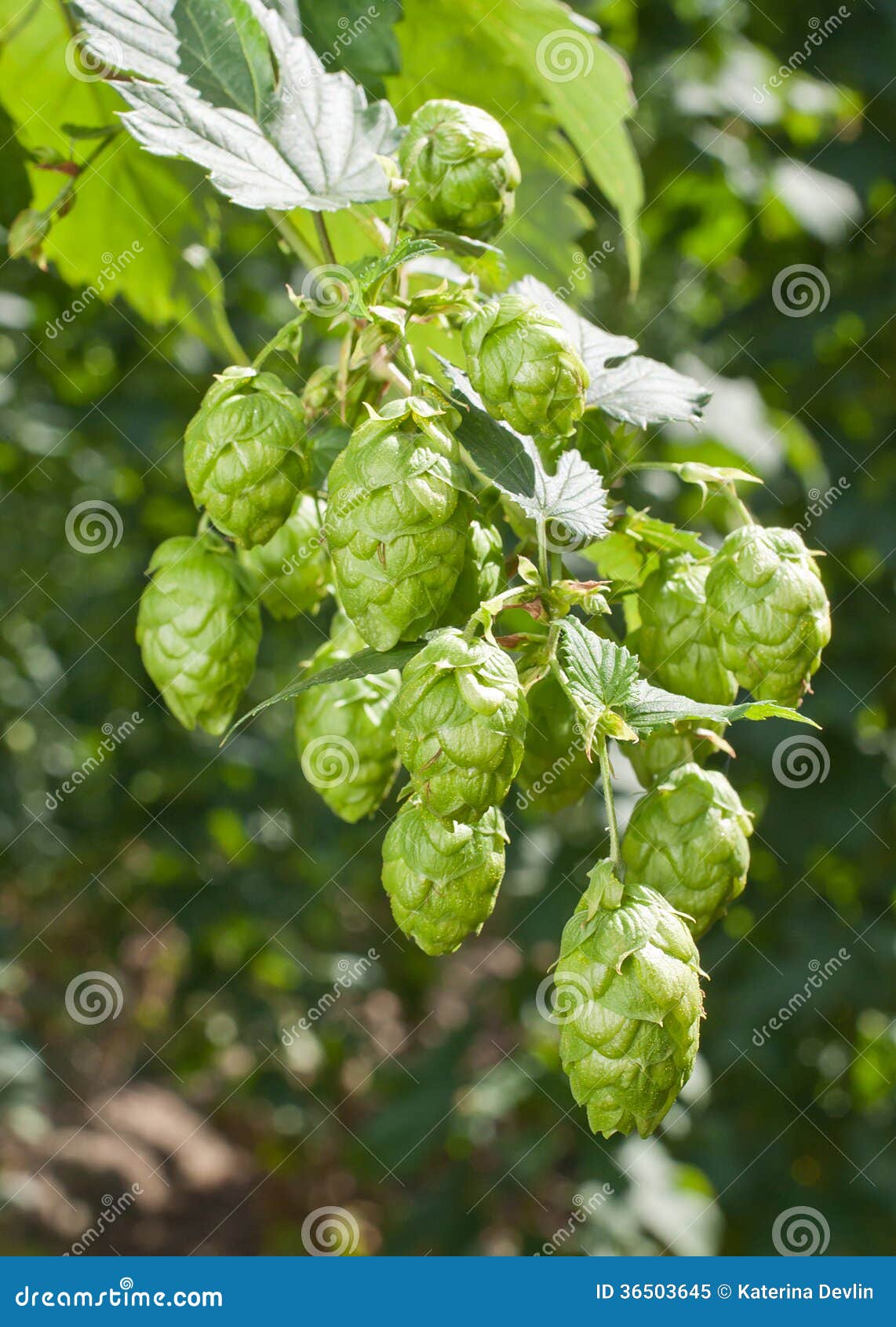 Hop Cones - Raw Material for Beer Production Stock Image - Image of ...