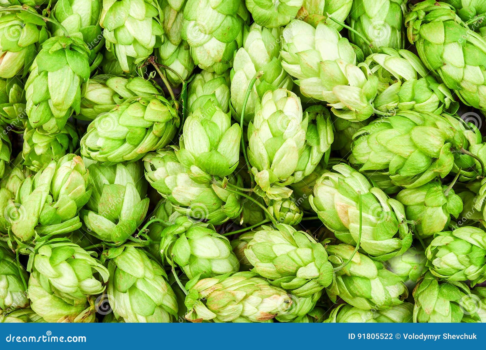 Hop cones texture stock photo. Image of head, backgrounds - 91805522