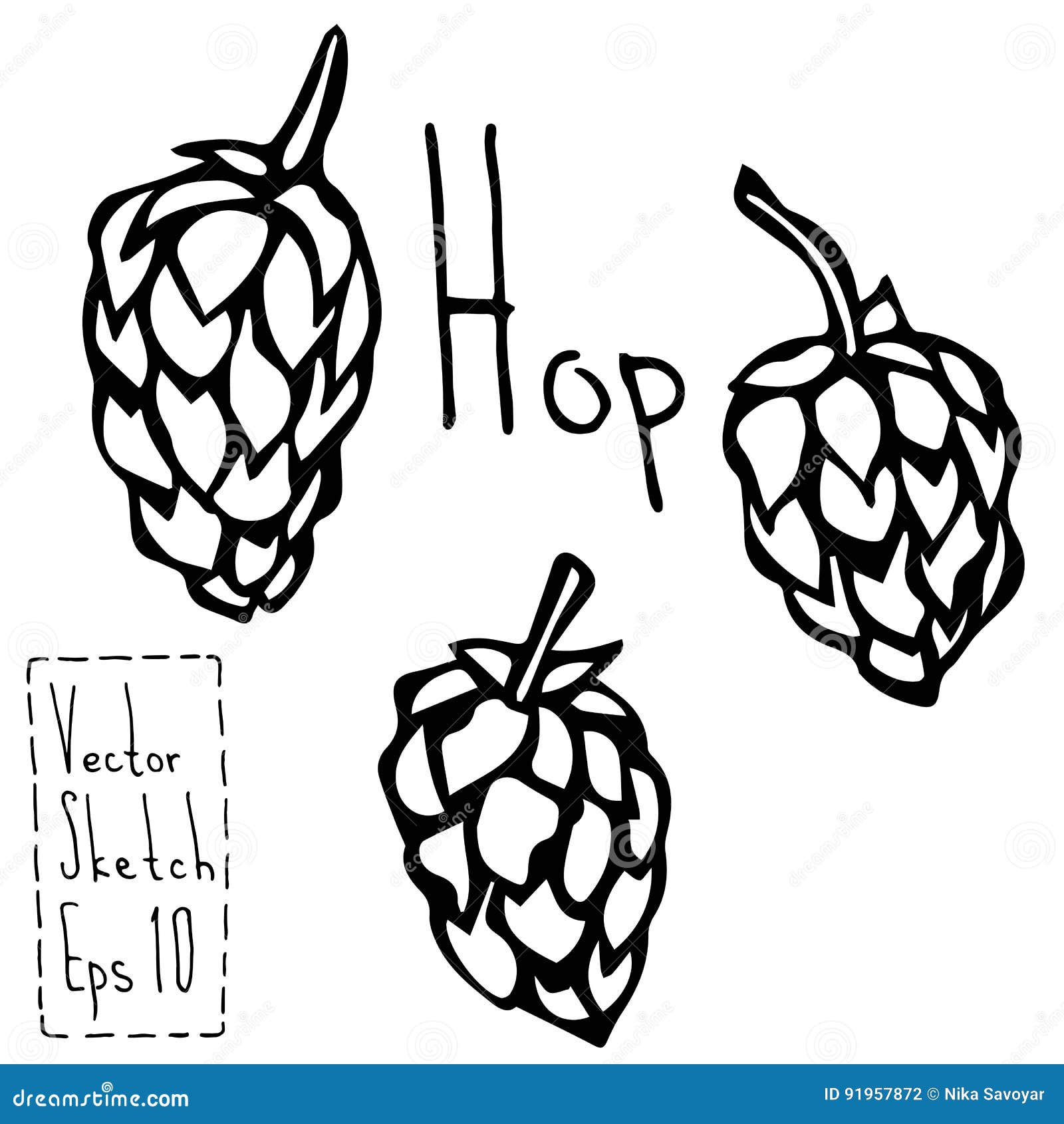 Hop Doodle Sketsh. Beer Vector Illustration. Outline. Stock Photo ...
