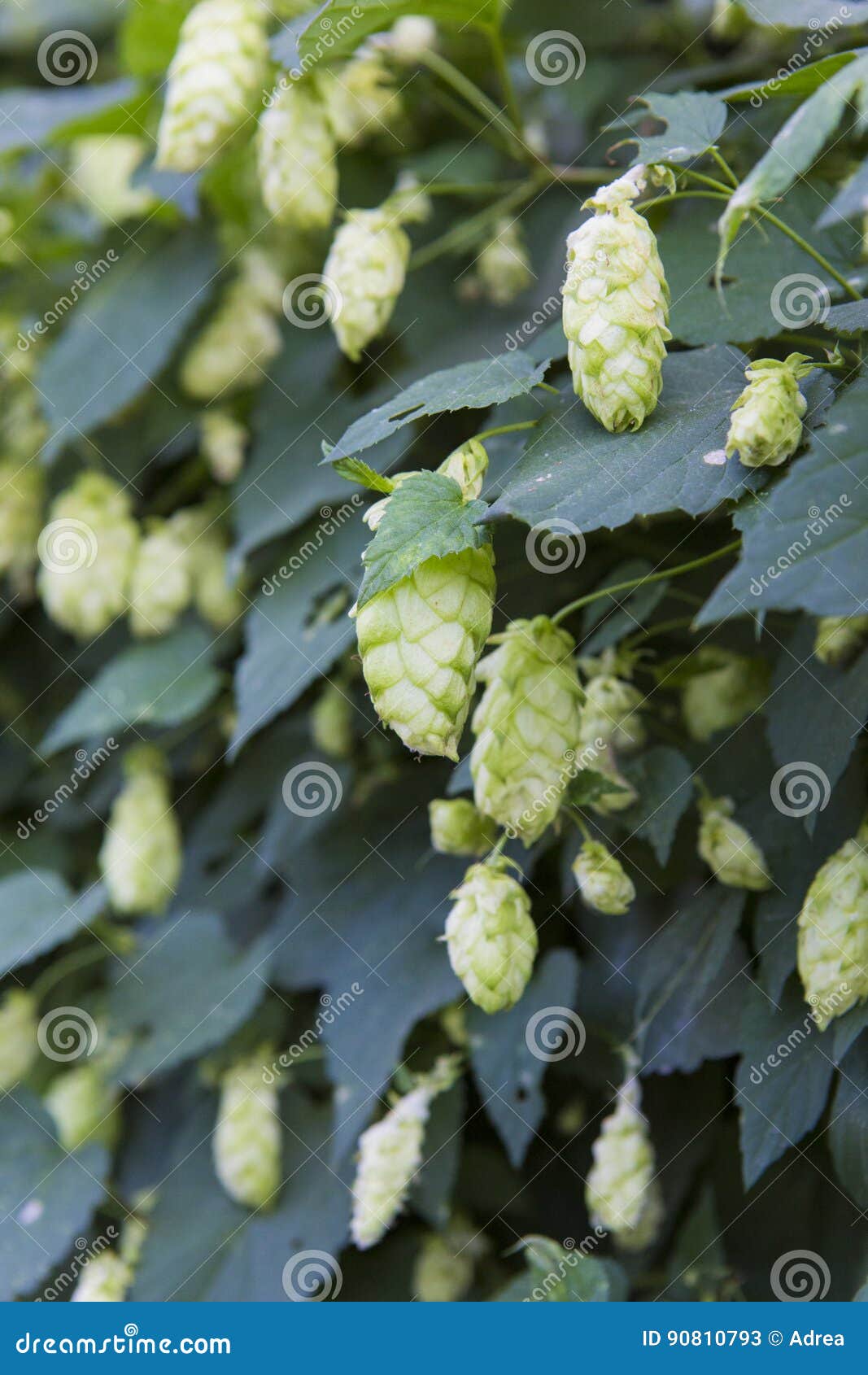 Detail from a hop farm stock image. Image of growing - 90810793