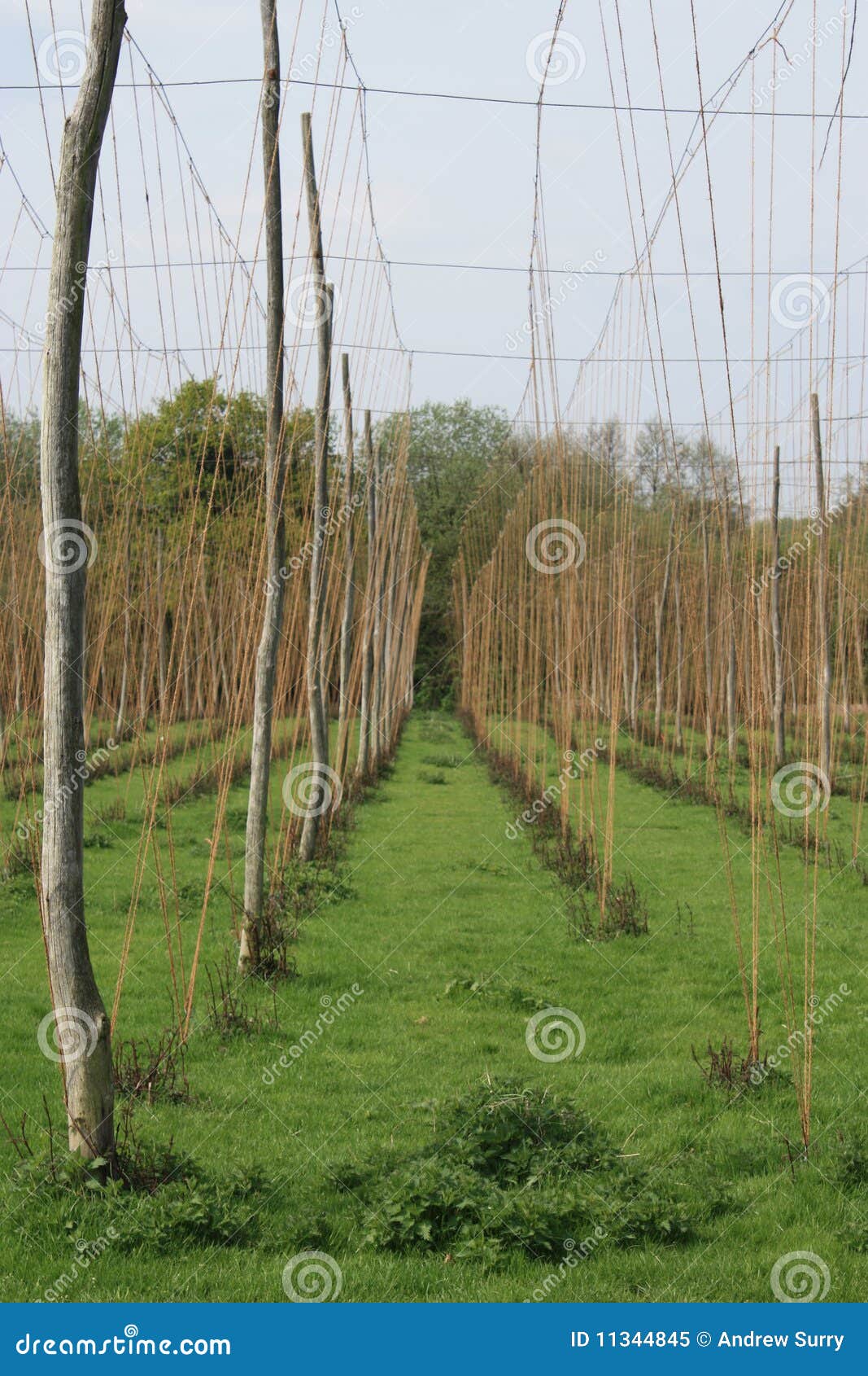 Hop Farn stock image. Image of growing, string, kent - 11344845