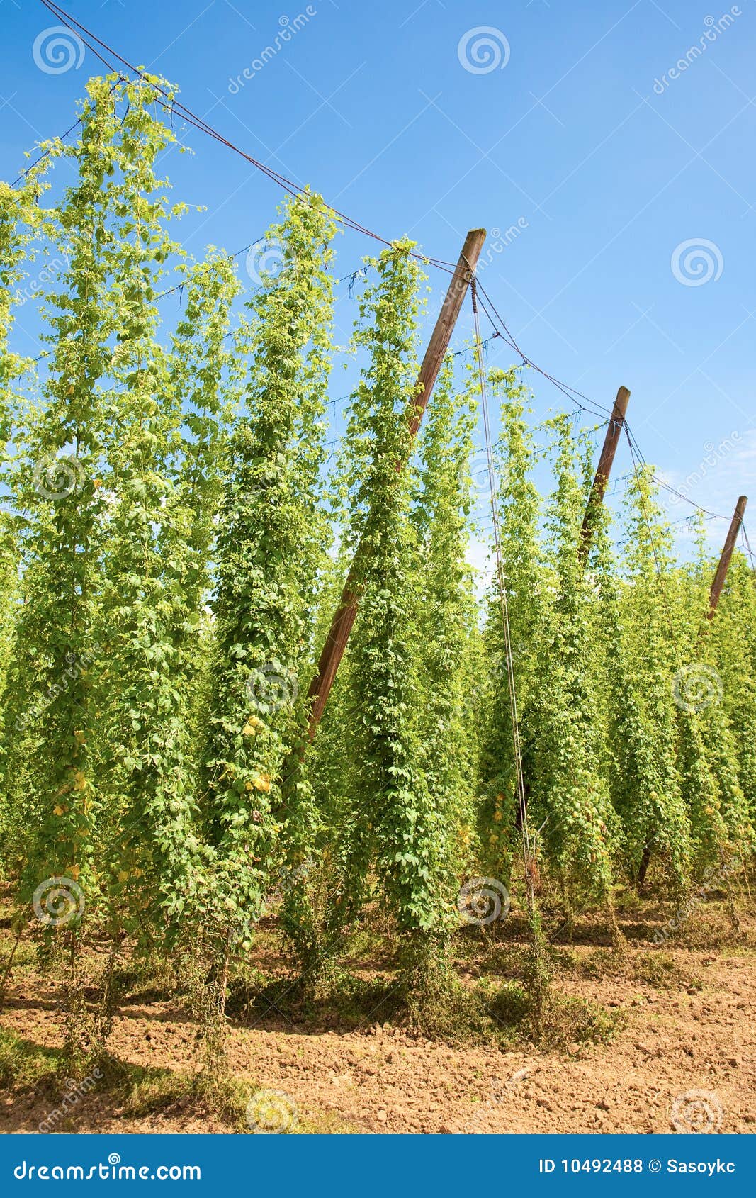 Hop field stock photo. Image of country, field, landscape - 10492488