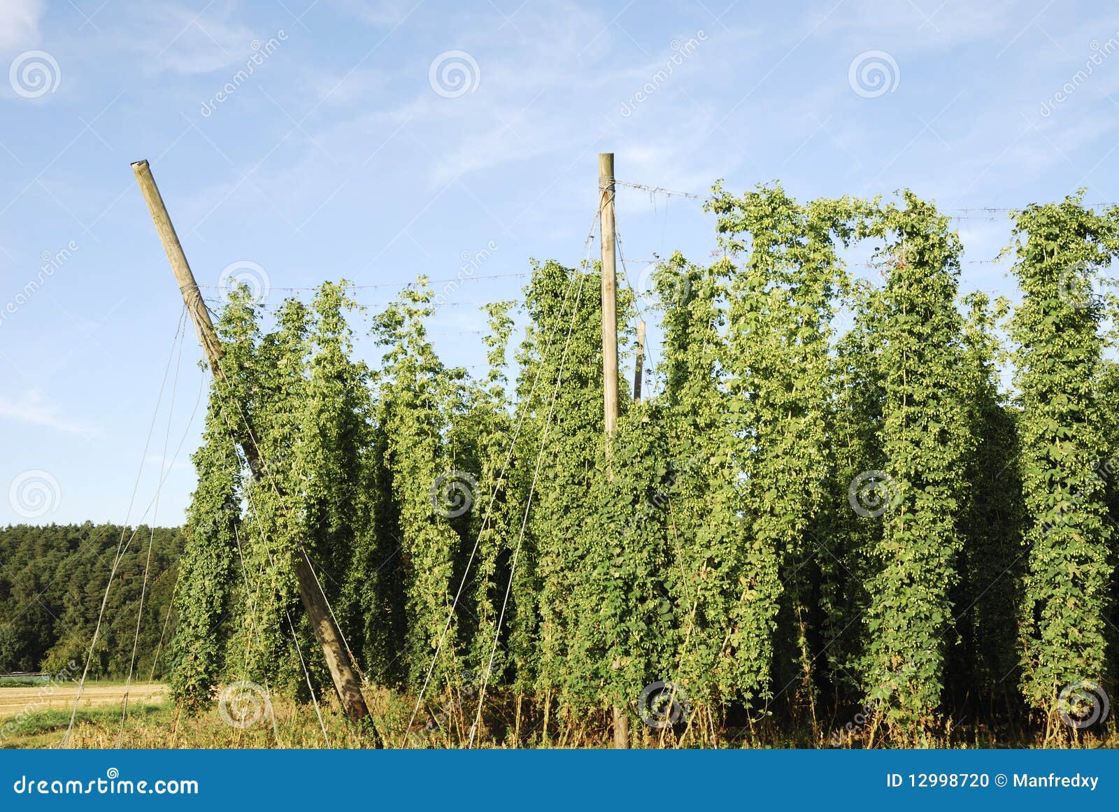 Hop field stock photo. Image of rural, cultivation, agriculture - 12998720
