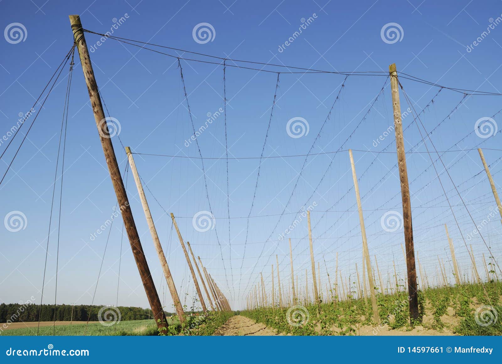 Hop field stock image. Image of agriculture, seasonal - 14597661