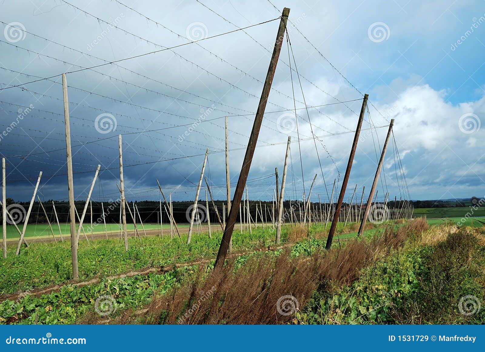 Hop field stock image. Image of germany, beer, autumn - 1531729