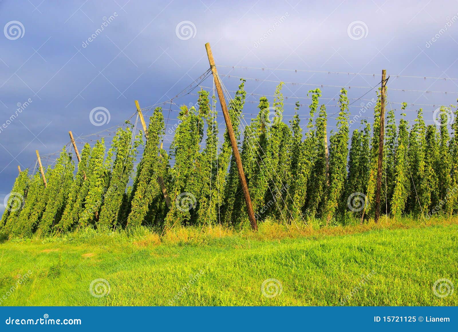 Hop field stock image. Image of leaves, cones, cone, autumn - 15721125