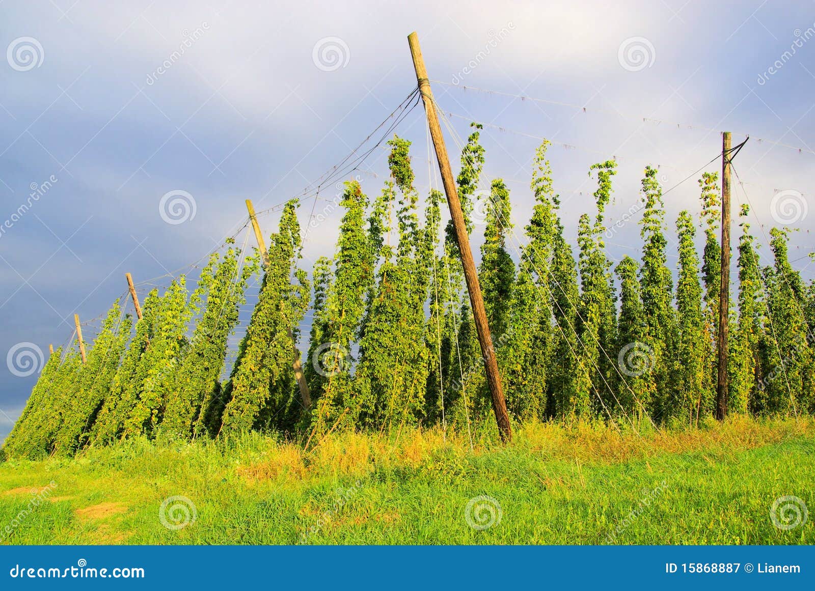 Hop field stock image. Image of cones, autumn, aroma - 15868887