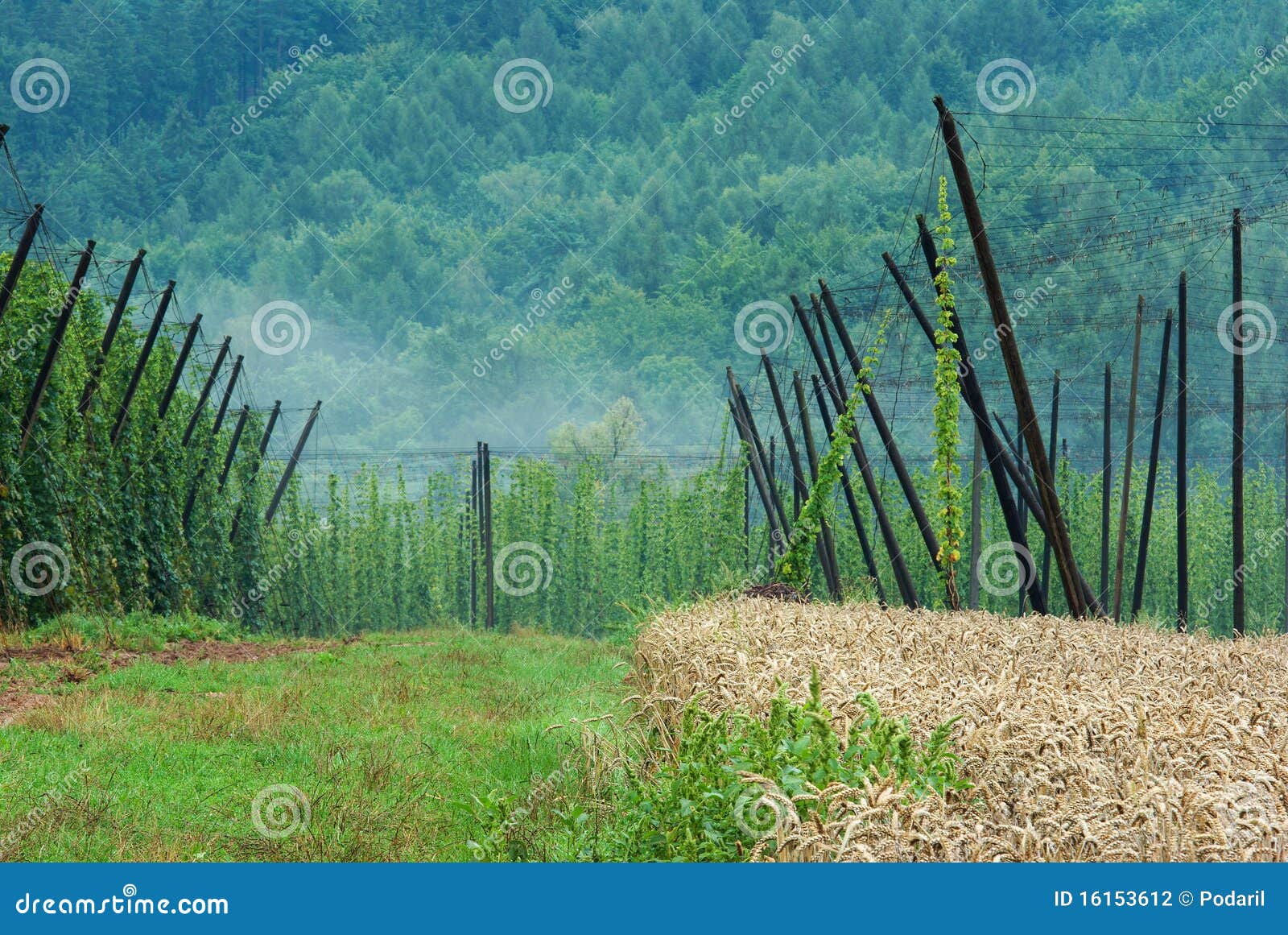 Hop field stock photo. Image of corn, countryside, europe - 16153612