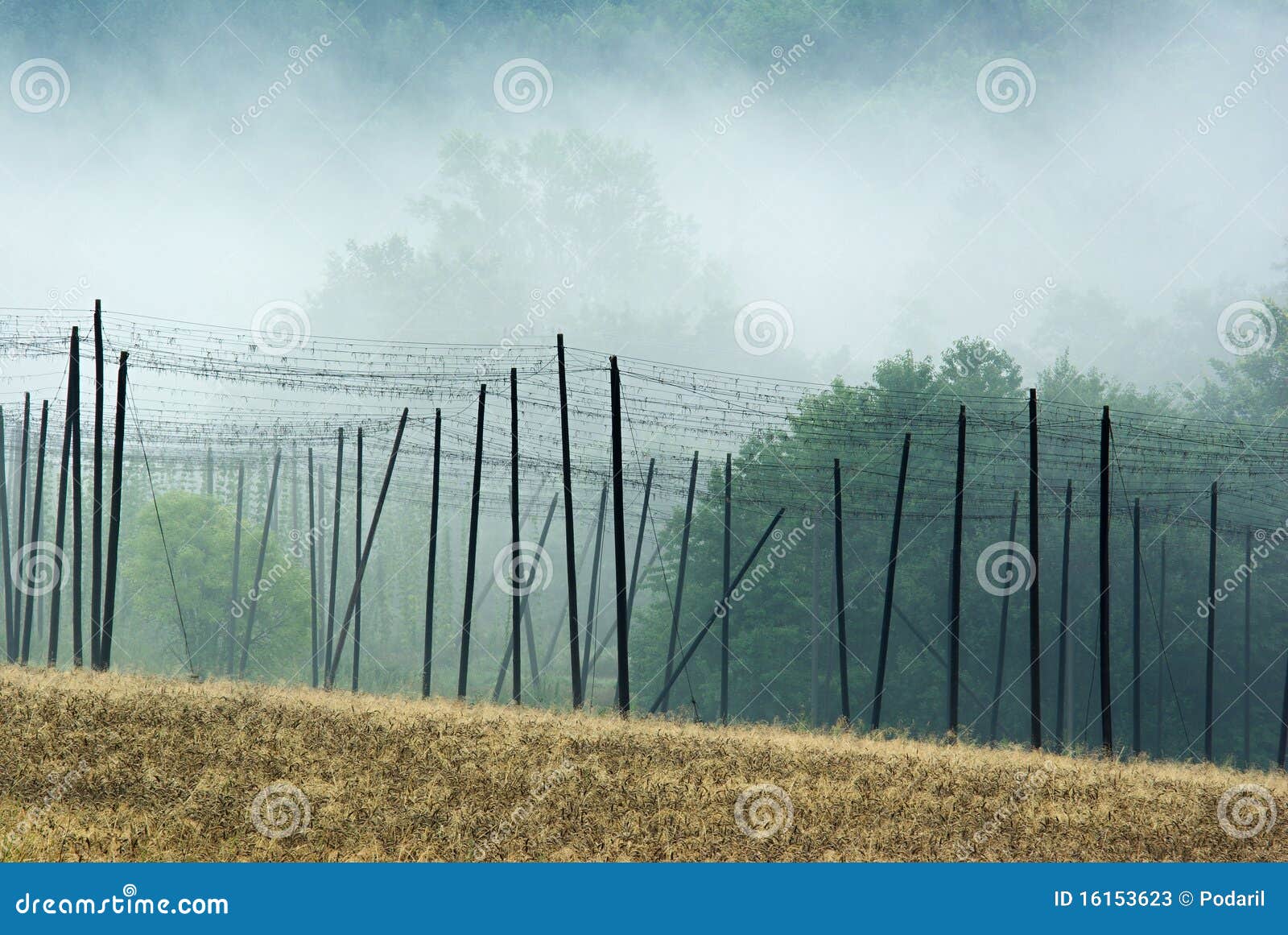 Hop field stock image. Image of agriculture, countryside - 16153623