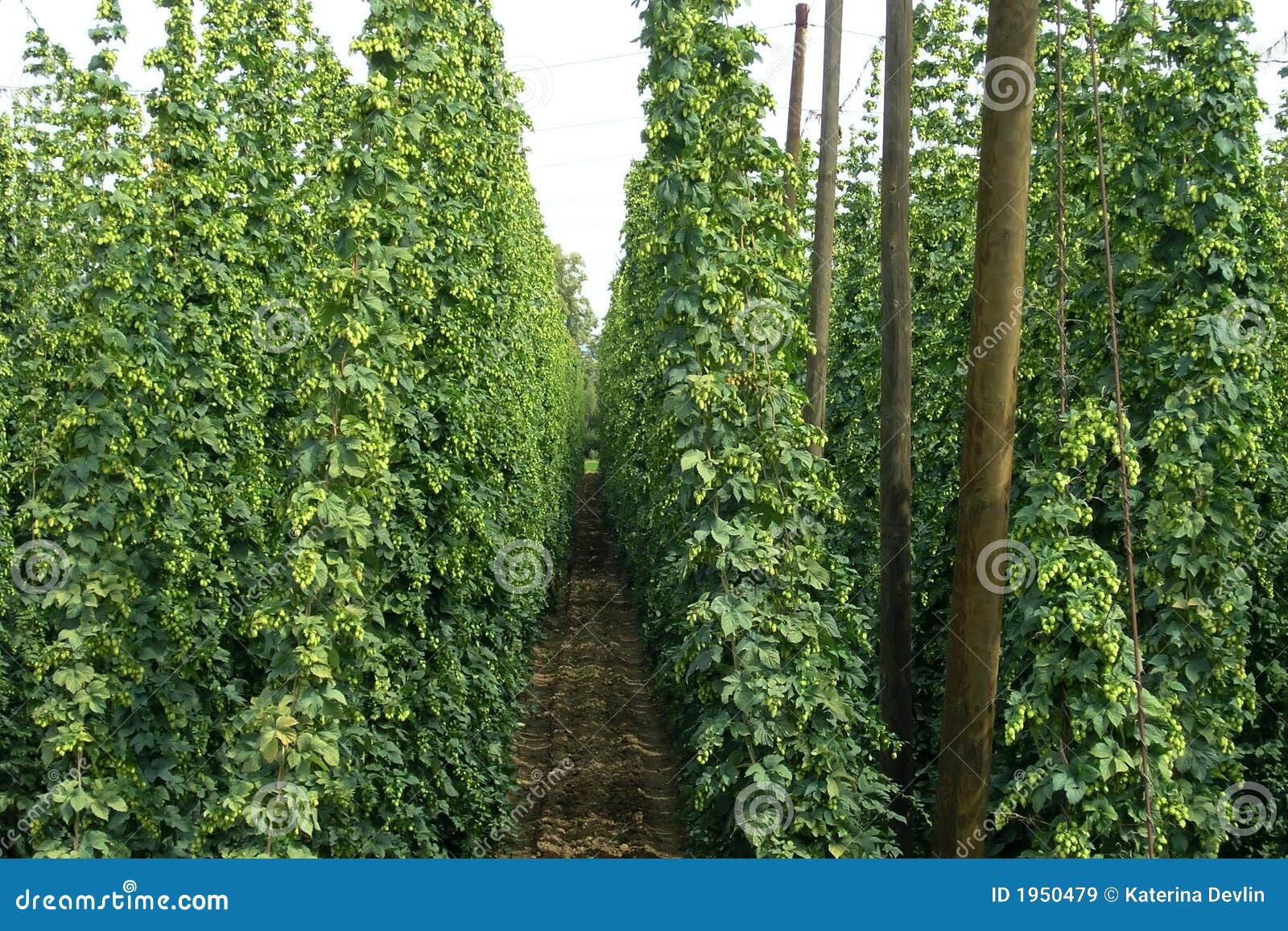 A hop field stock image. Image of growing, beverage, agricultural - 1950479