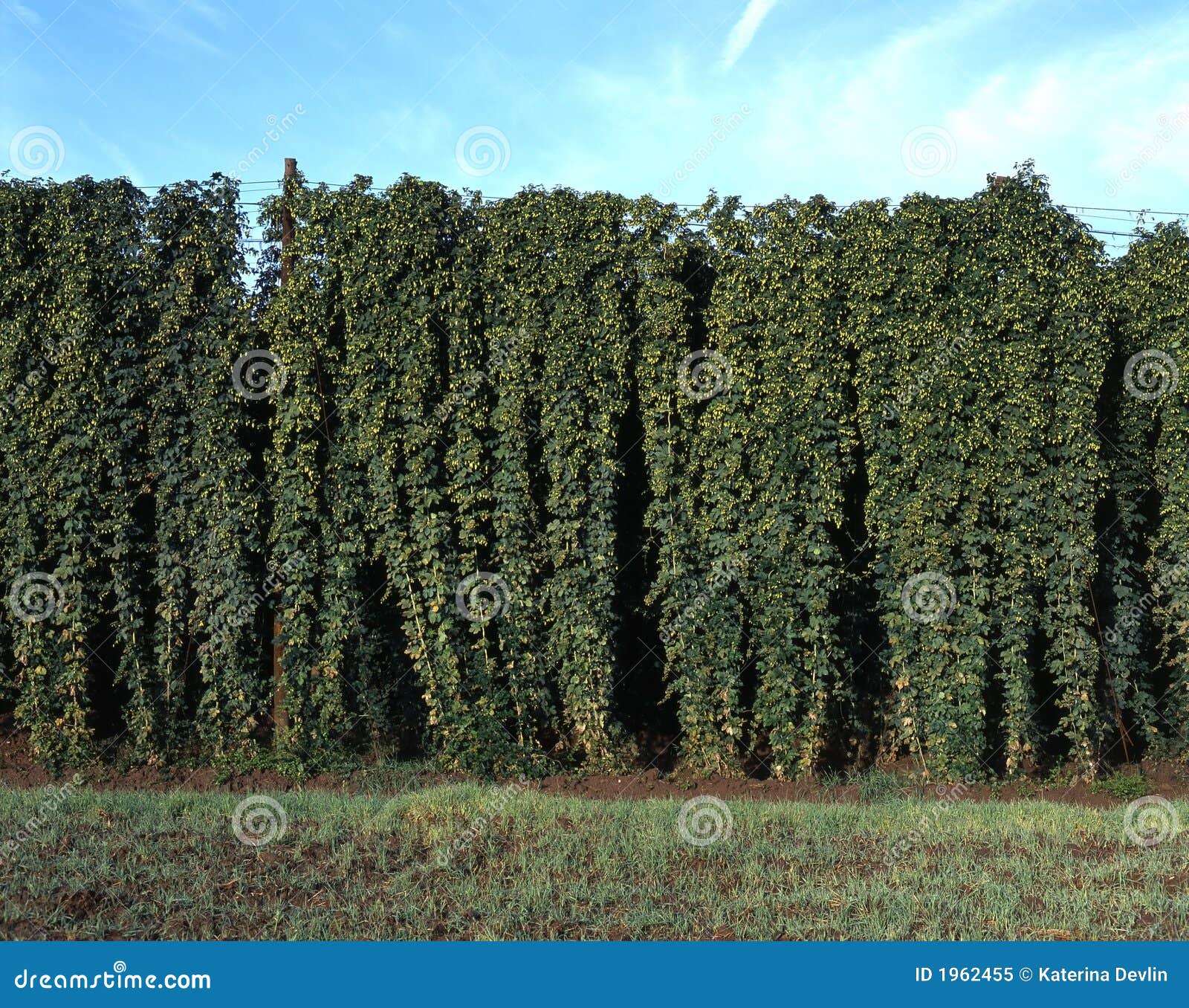A hop field stock image. Image of green, hops, brewery - 1962455