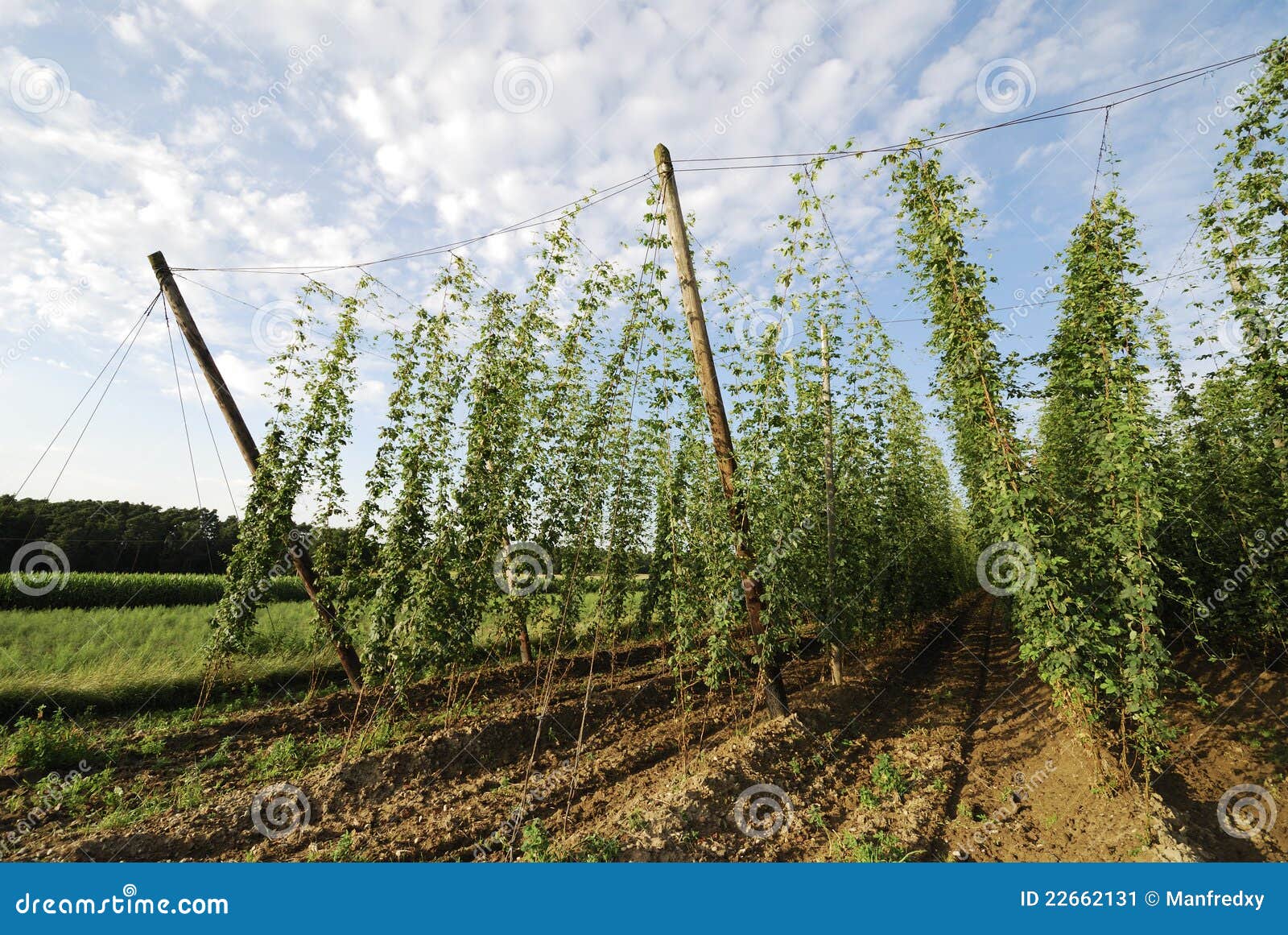 Hop field stock image. Image of bavaria, farming, grow - 22662131
