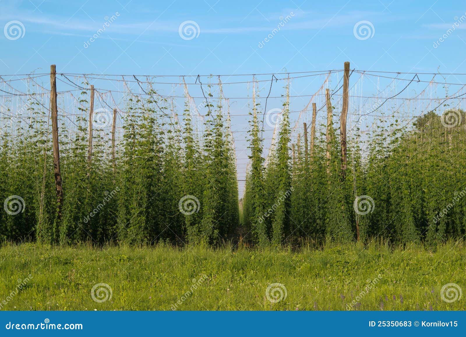 Hop field stock image. Image of flavor, blue, land, brewing - 25350683
