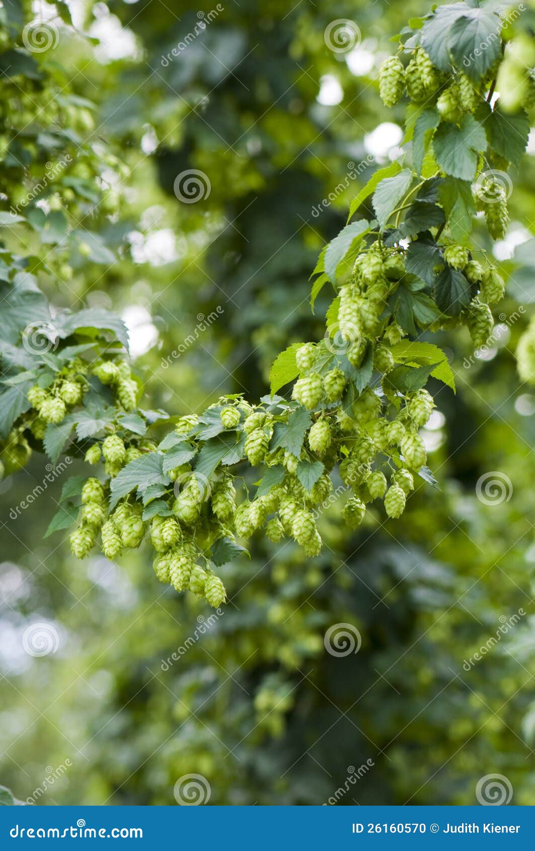 Hop field stock photo. Image of nature, real, humulus - 26160570