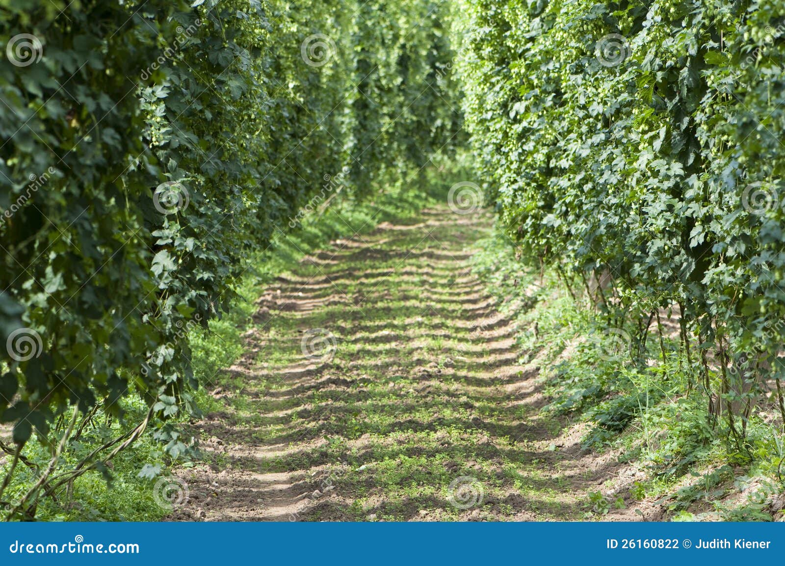Hop field stock photo. Image of greenhouse, purity, autumn - 26160822