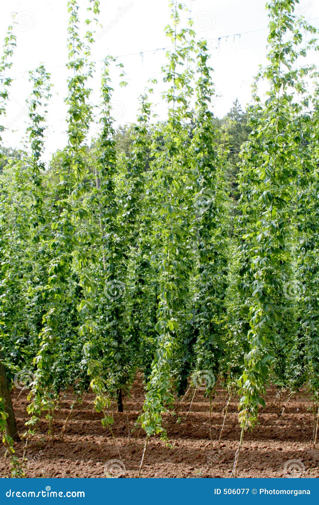 Hop field stock image. Image of drinking, flora, field - 506077