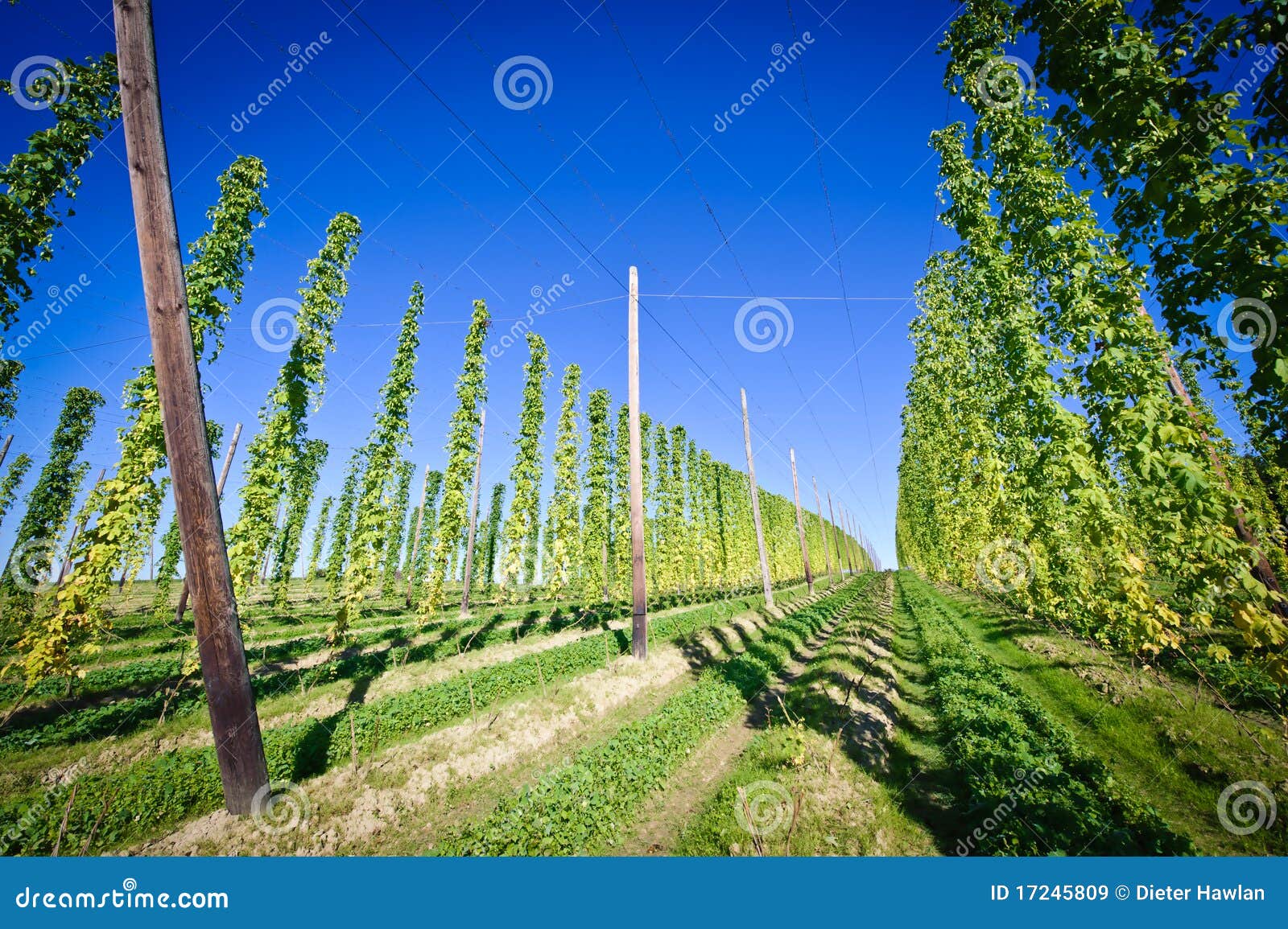 Hop Field in Austria stock image. Image of high, harvest - 17245809