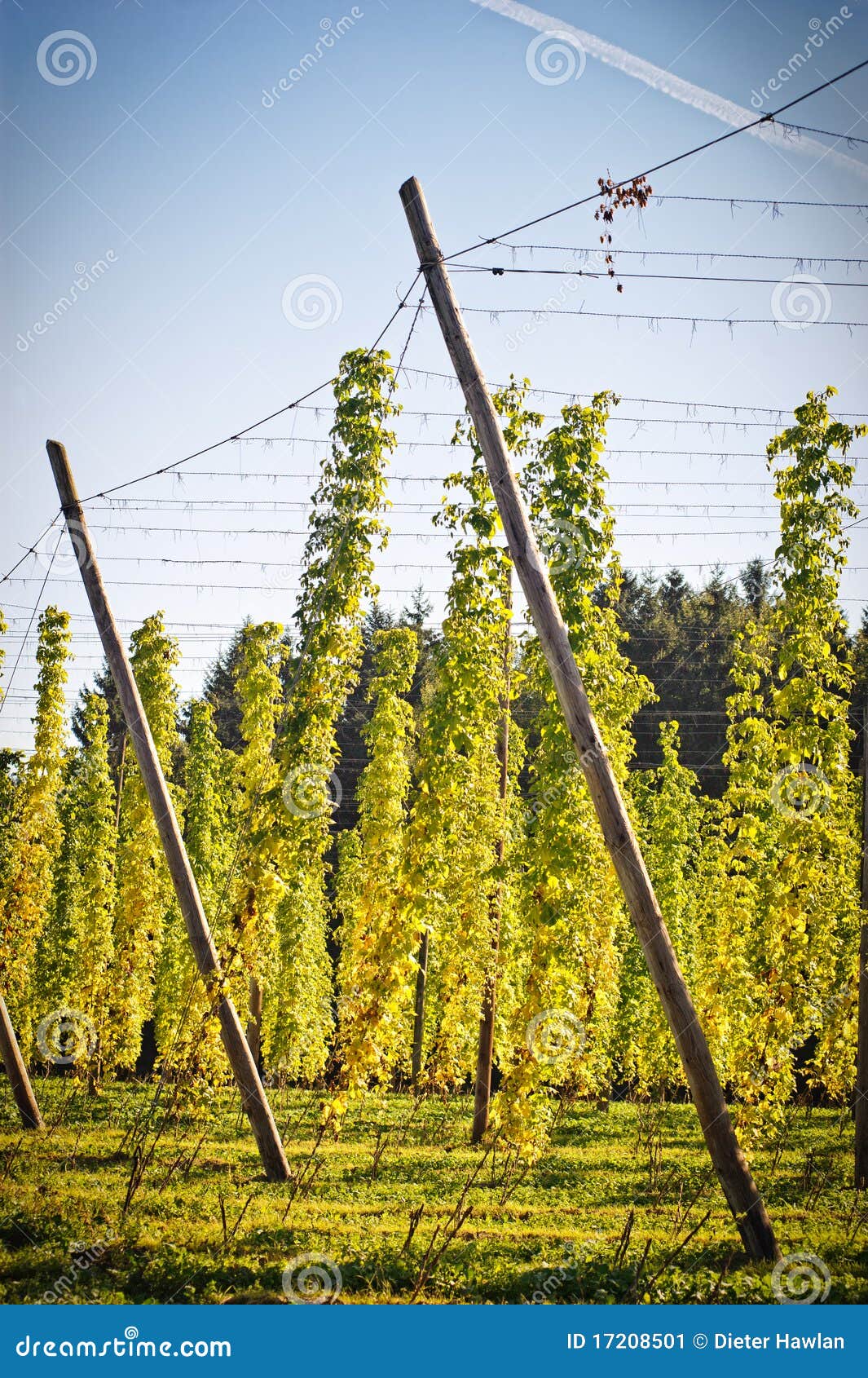 Hop Field Autumn Stock Photos - Download 353 Royalty Free Photos