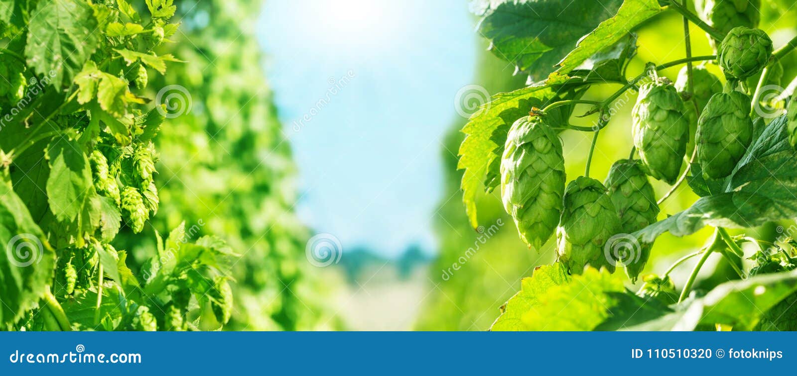 Hop Field, Blue Sky and Sun, Banner Stock Photo - Image of organic ...