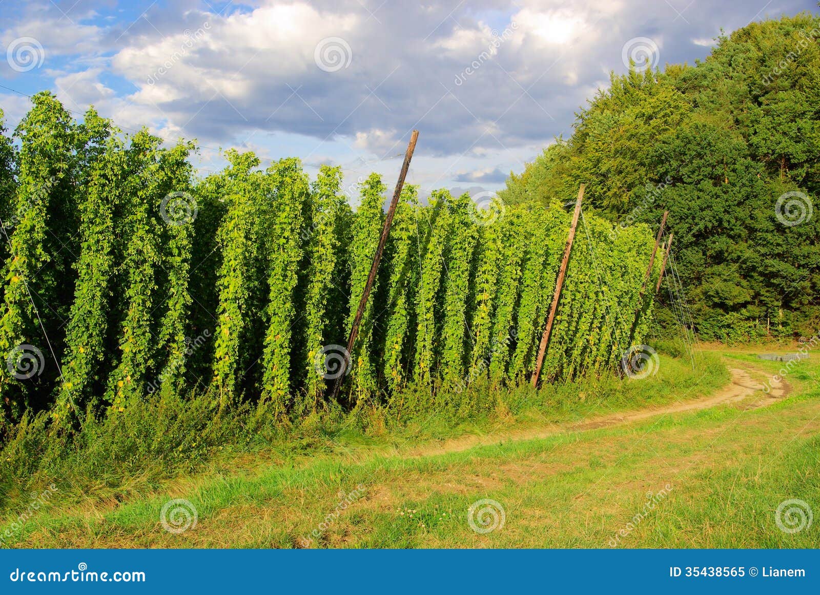 Hop field stock image. Image of leaves, fall, nature - 35438565