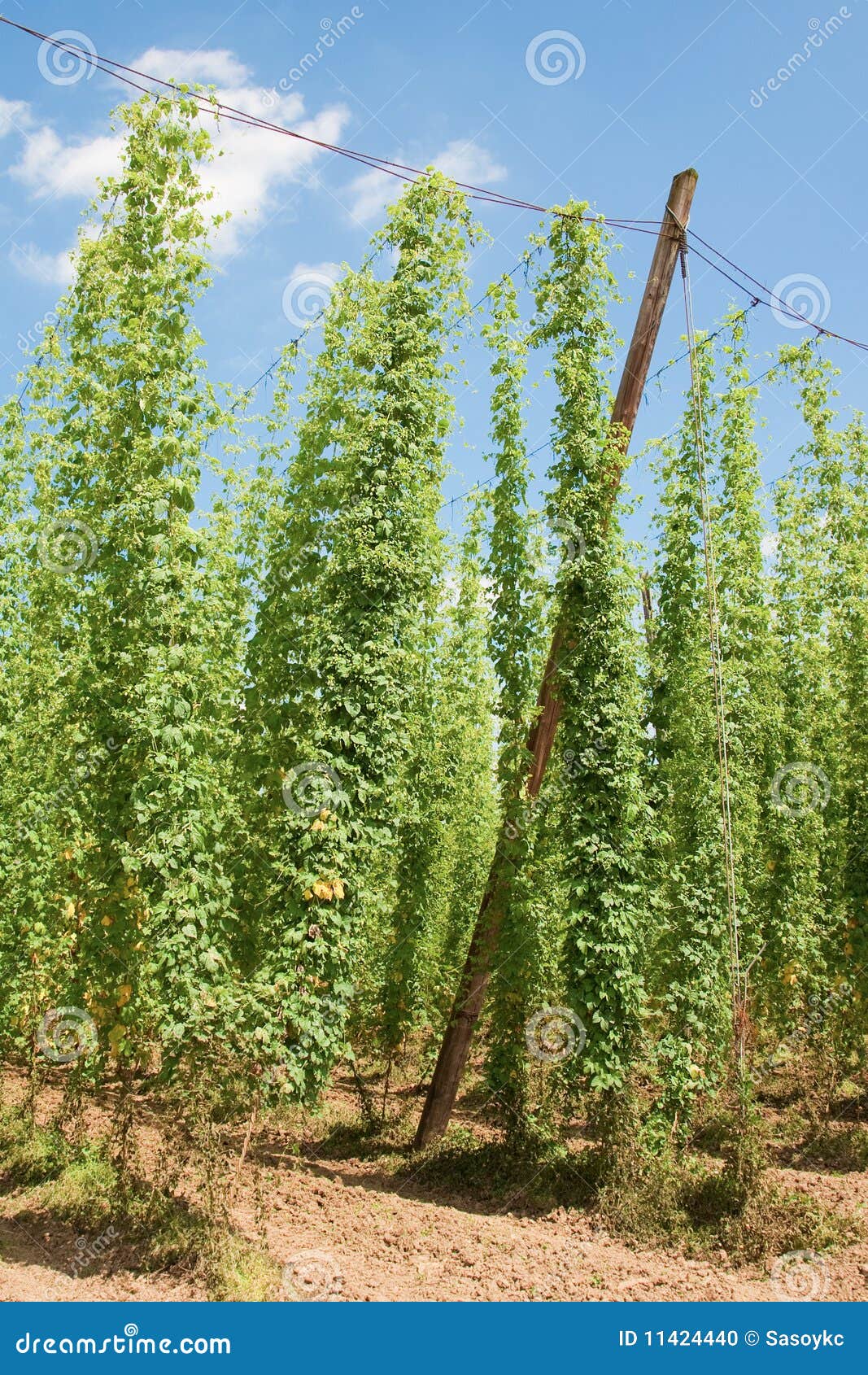 Hop field in Germany stock photo. Image of stack, country - 11424440