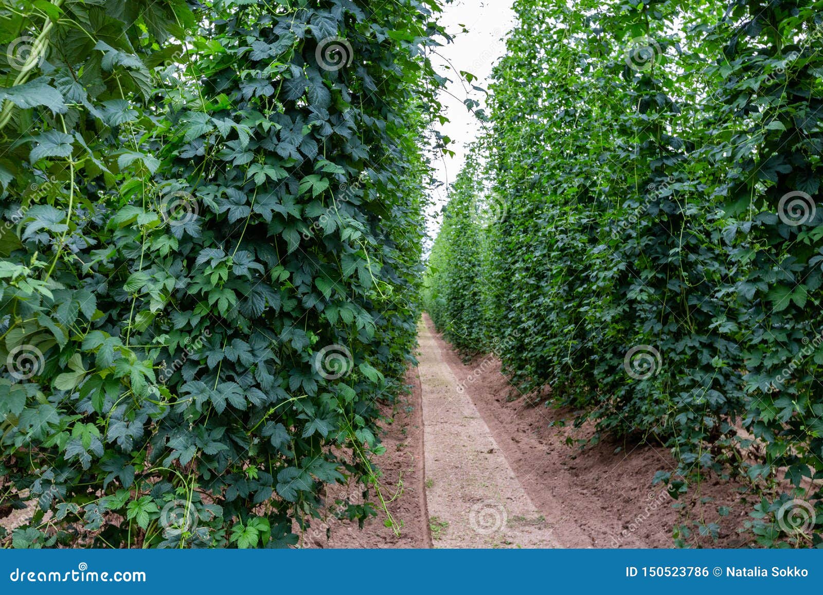 Hop field in Germany stock photo. Image of production - 150523786