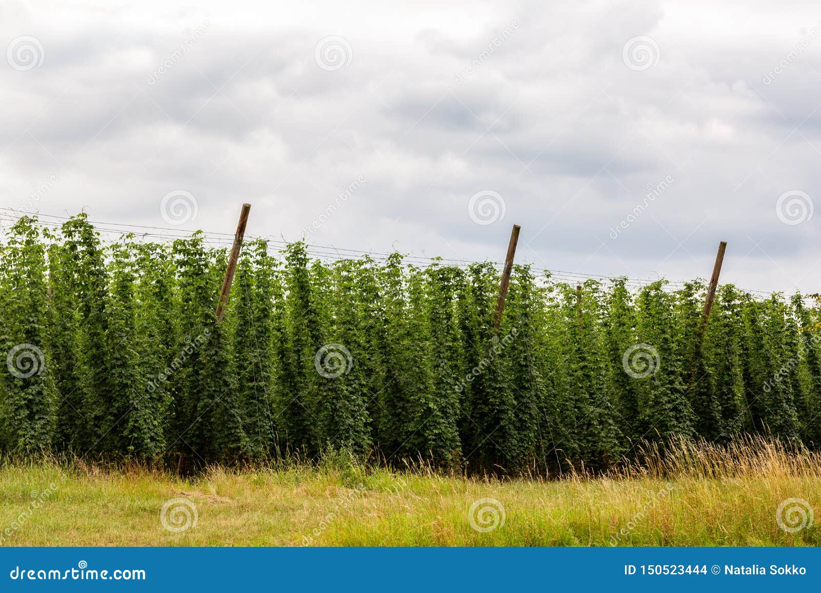 Hop field in Germany stock photo. Image of people, germany - 150523444