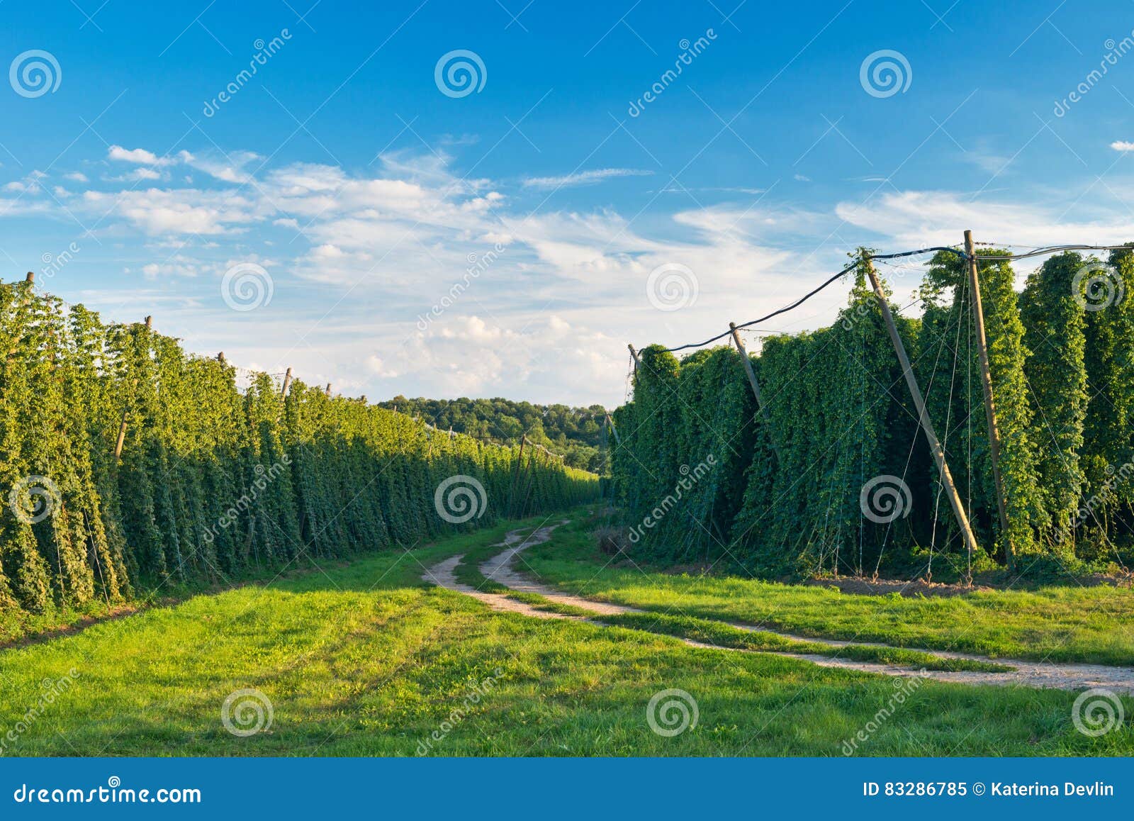Hop Field before the Harvest , Czech Republic Stock Image - Image of ...