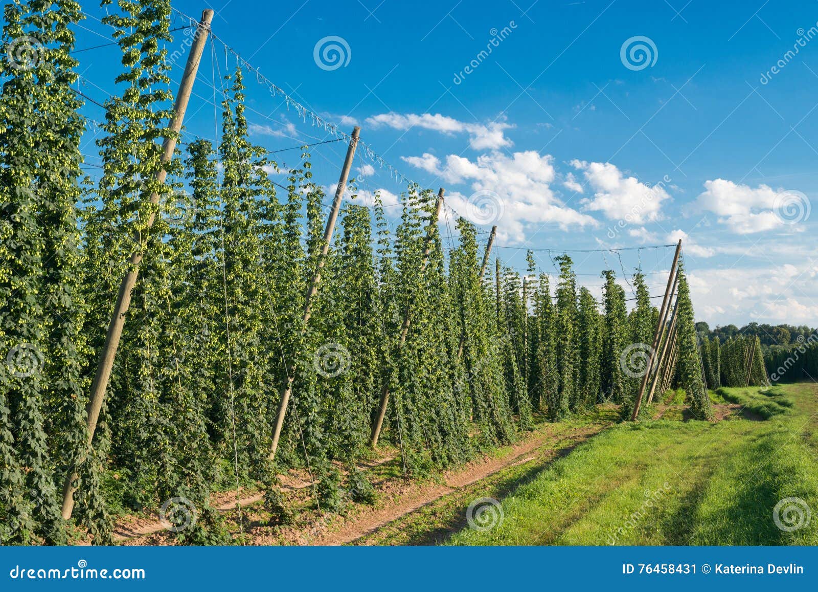 Hop Field before the Harvest , Czech Republic Stock Image - Image of ...